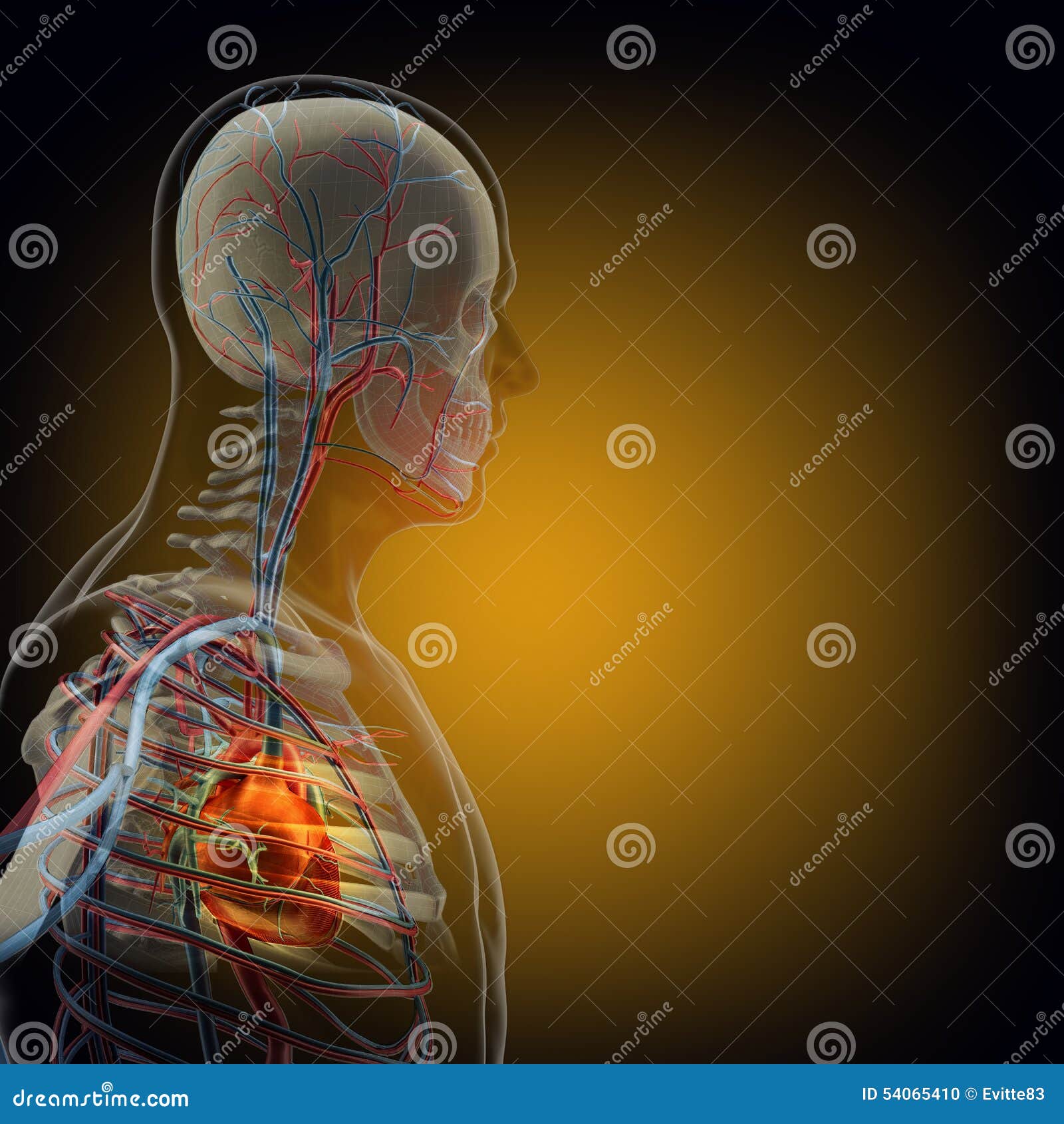 The Human Body (organs) by X-rays on Black Background Stock Photo ...