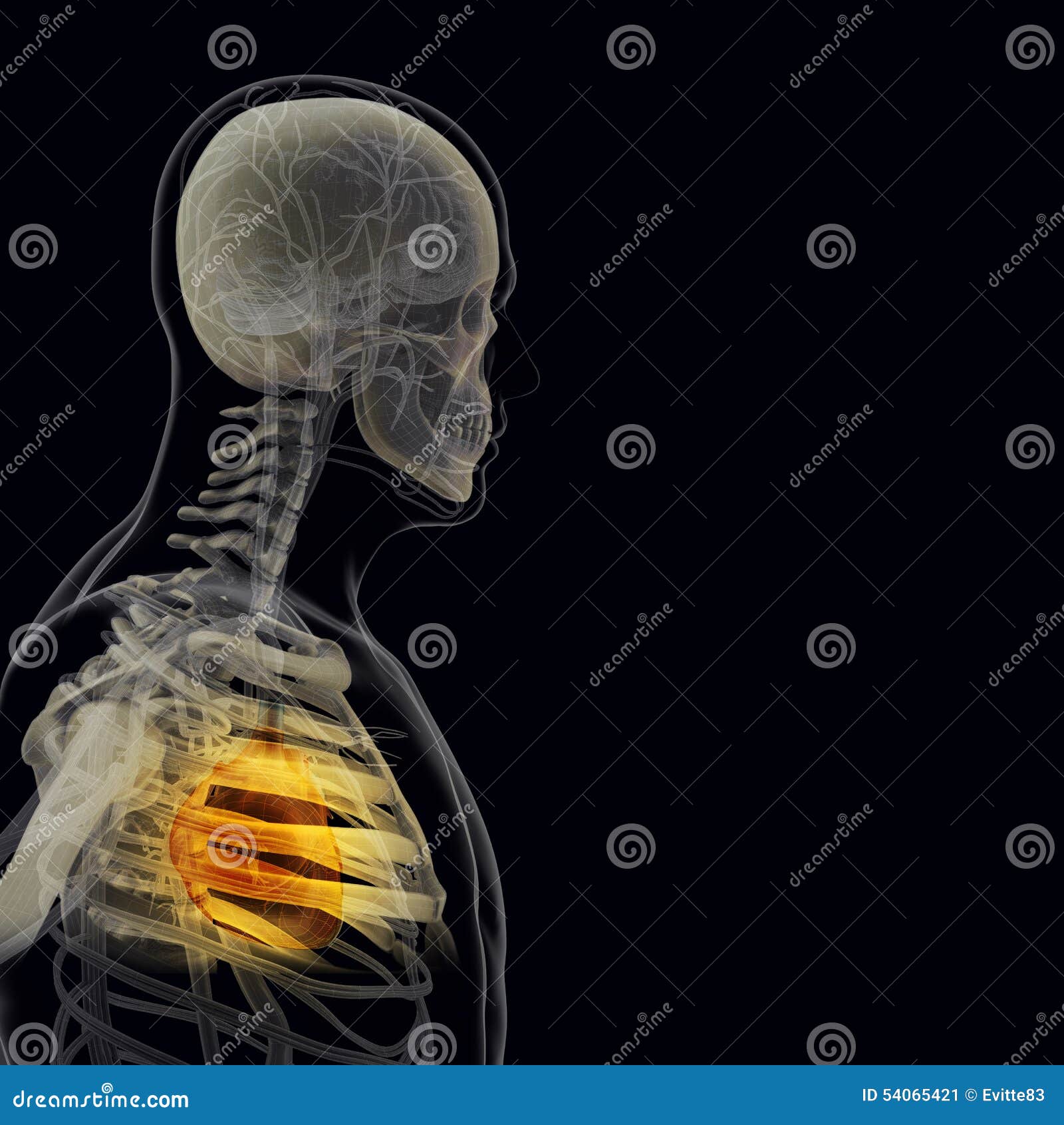 The Human Body (organs) by X-rays on Black Background Stock Image ...