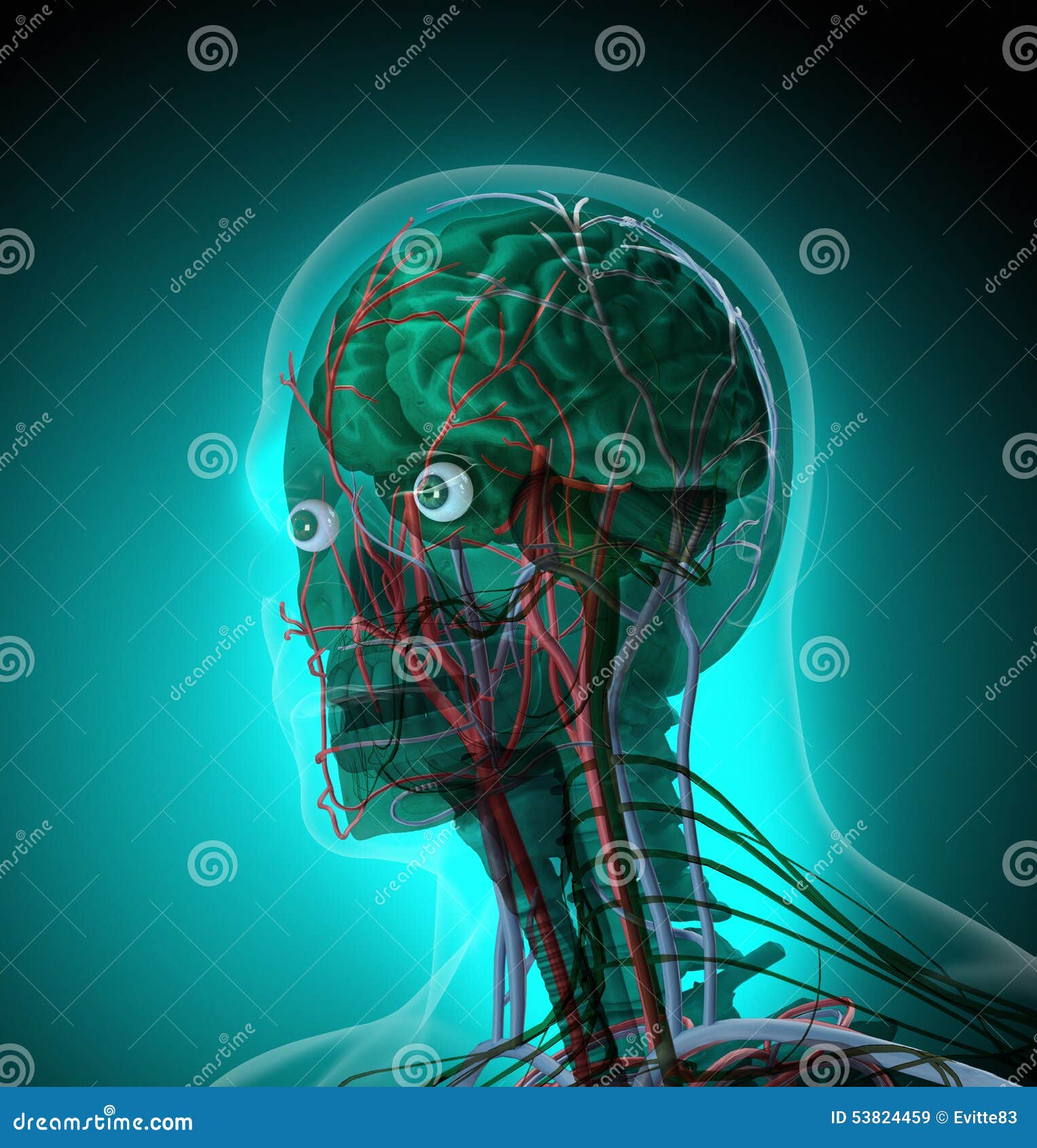 The Human Body (organs) by X-rays on Blue Background Stock Illustration ...