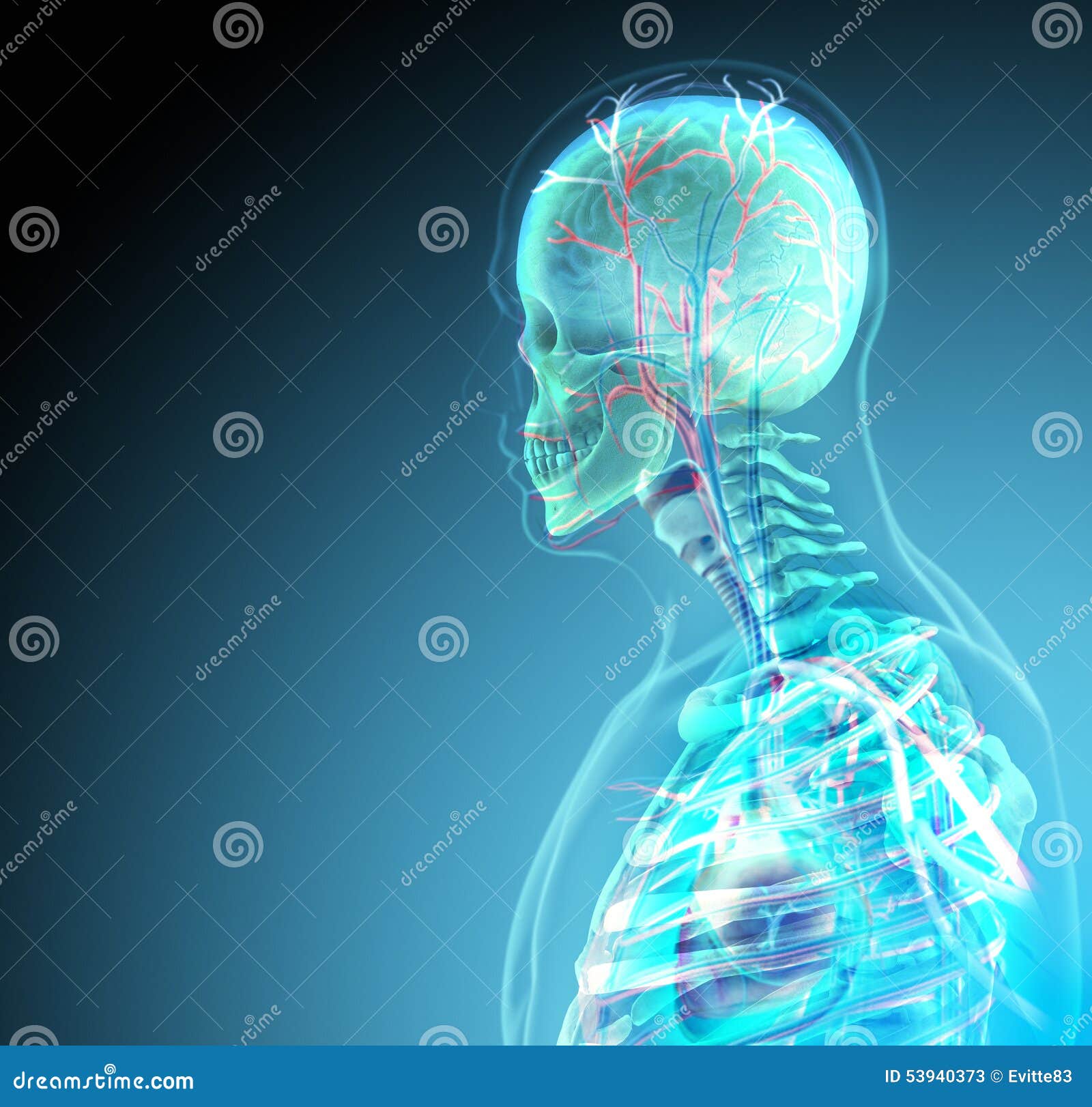 The Human Body (organs) by X-rays on Blue Background Stock Illustration ...