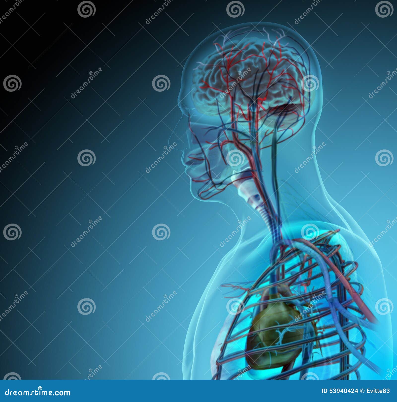 The Human Body (organs) by X-rays on Blue Background Stock Photo ...
