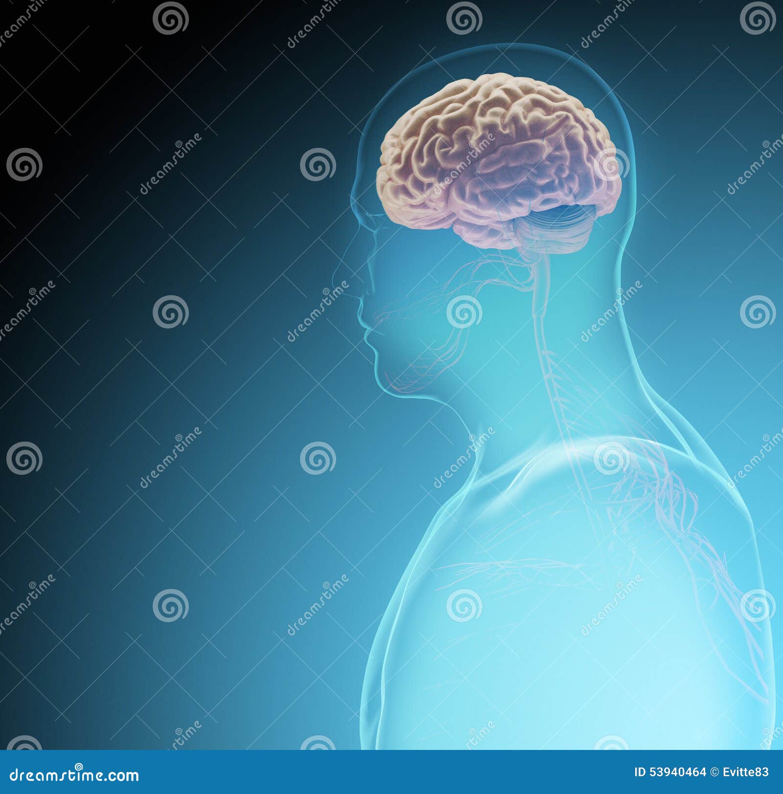 The Human Body (organs) By X-rays On Blue Background Stock Illustration ...