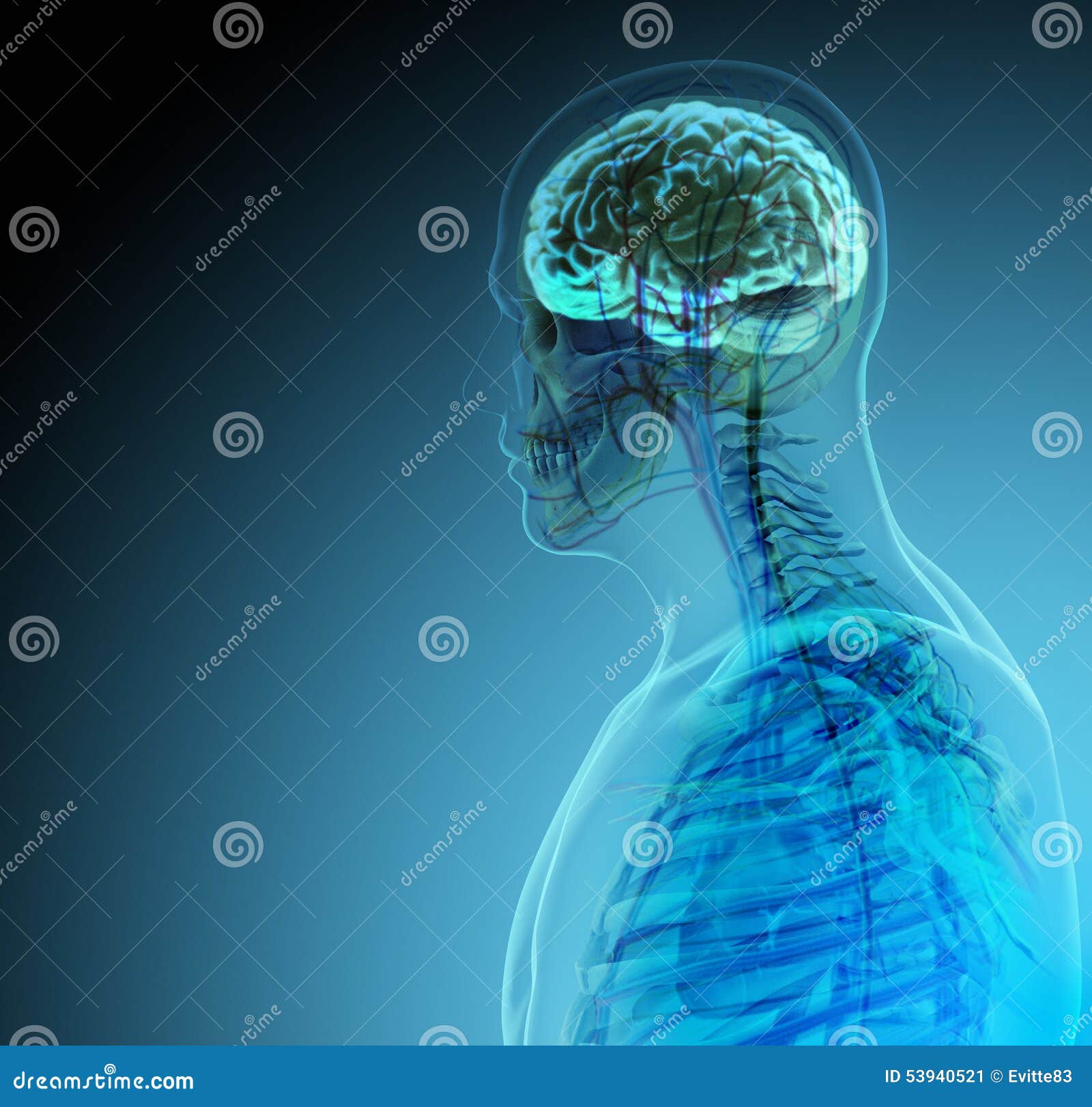 The Human Body (organs) by X-rays on Blue Background Stock Image ...
