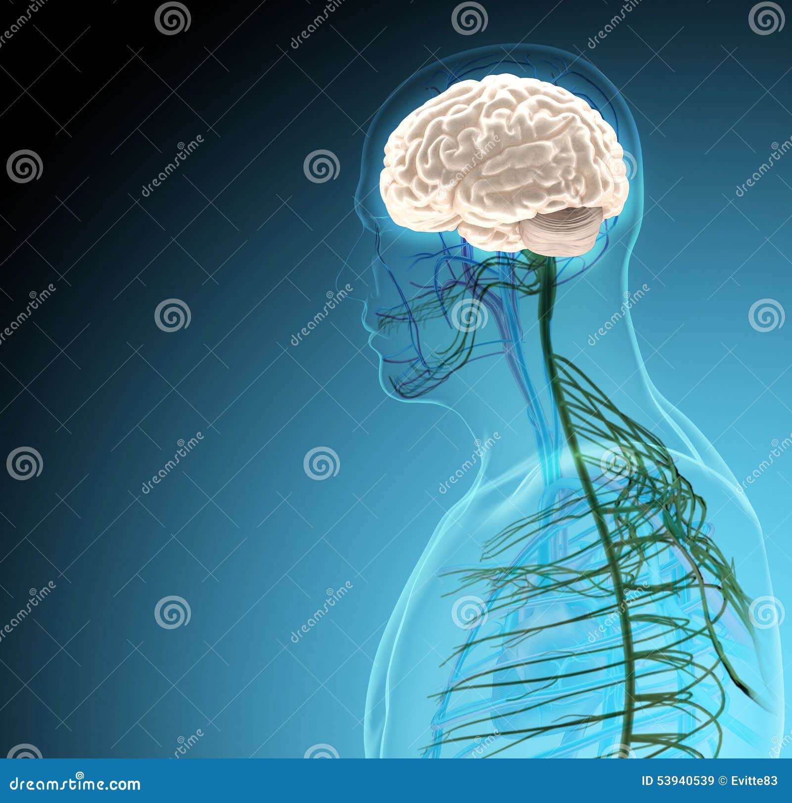 The Human Body (organs) by X-rays on Blue Background Stock Image ...