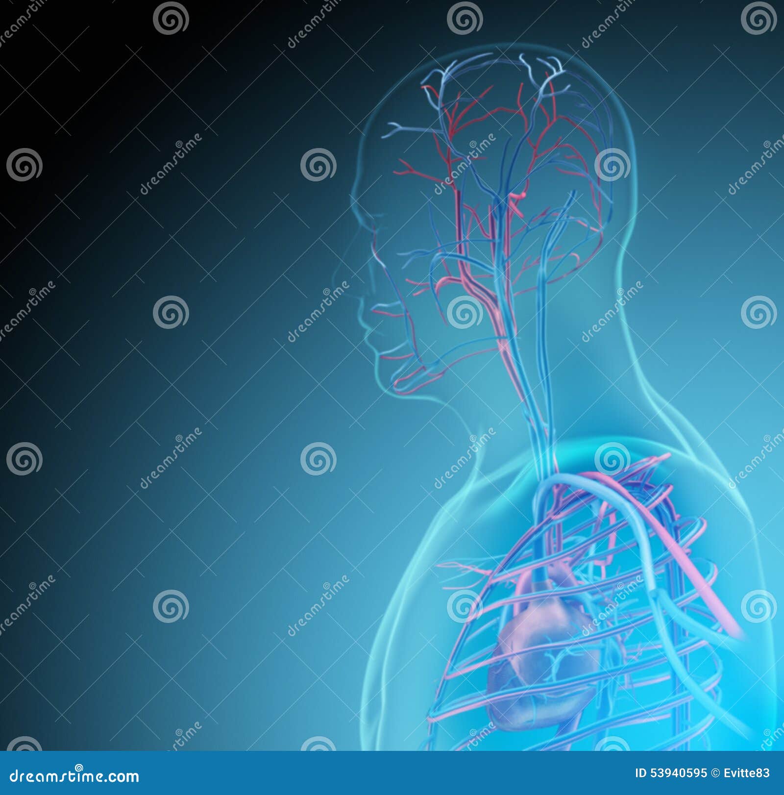 The Human Body (organs) by X-rays on Blue Background Stock Illustration ...