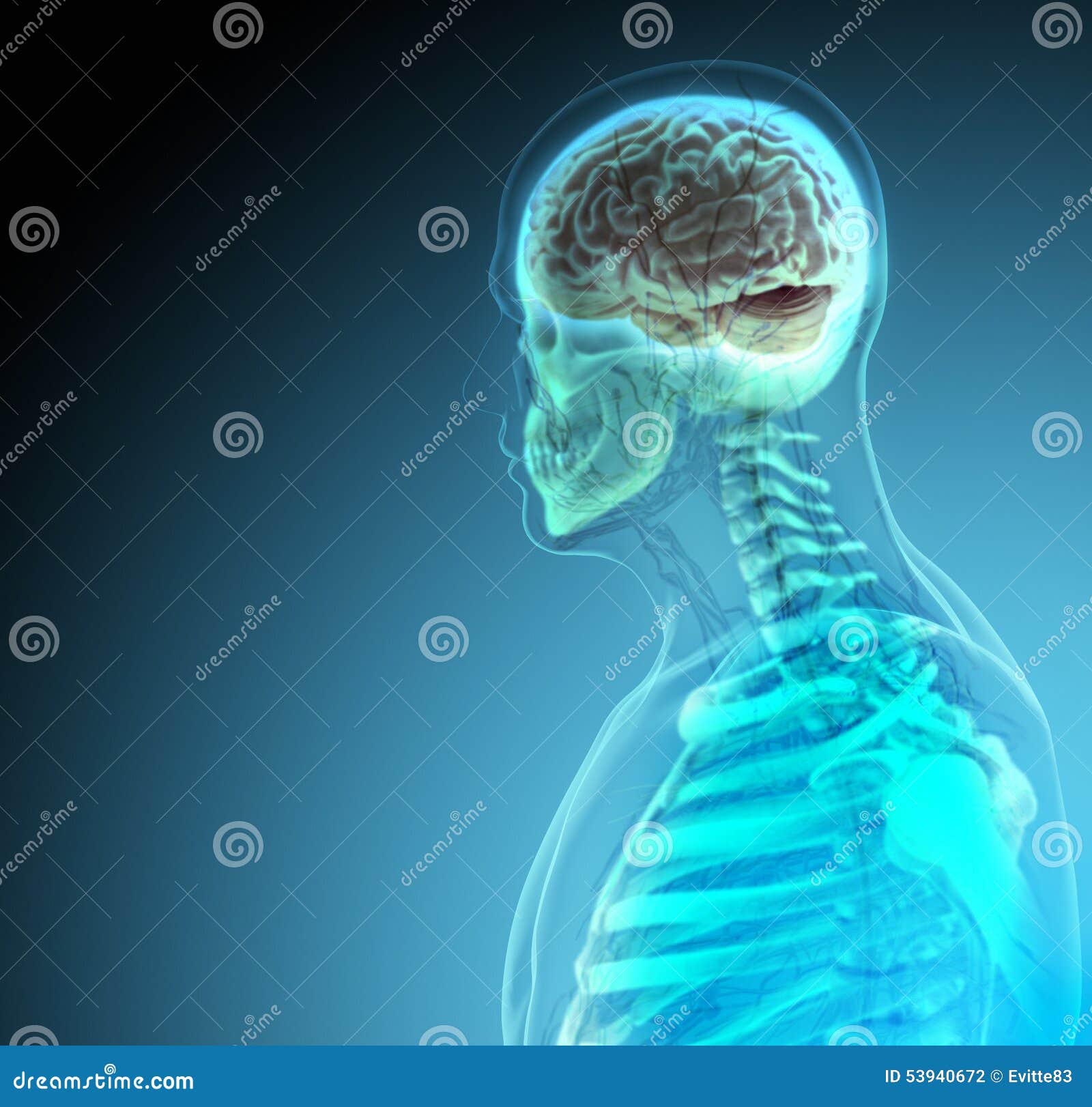 The Human Body (organs) by X-rays on Blue Background Stock Illustration ...