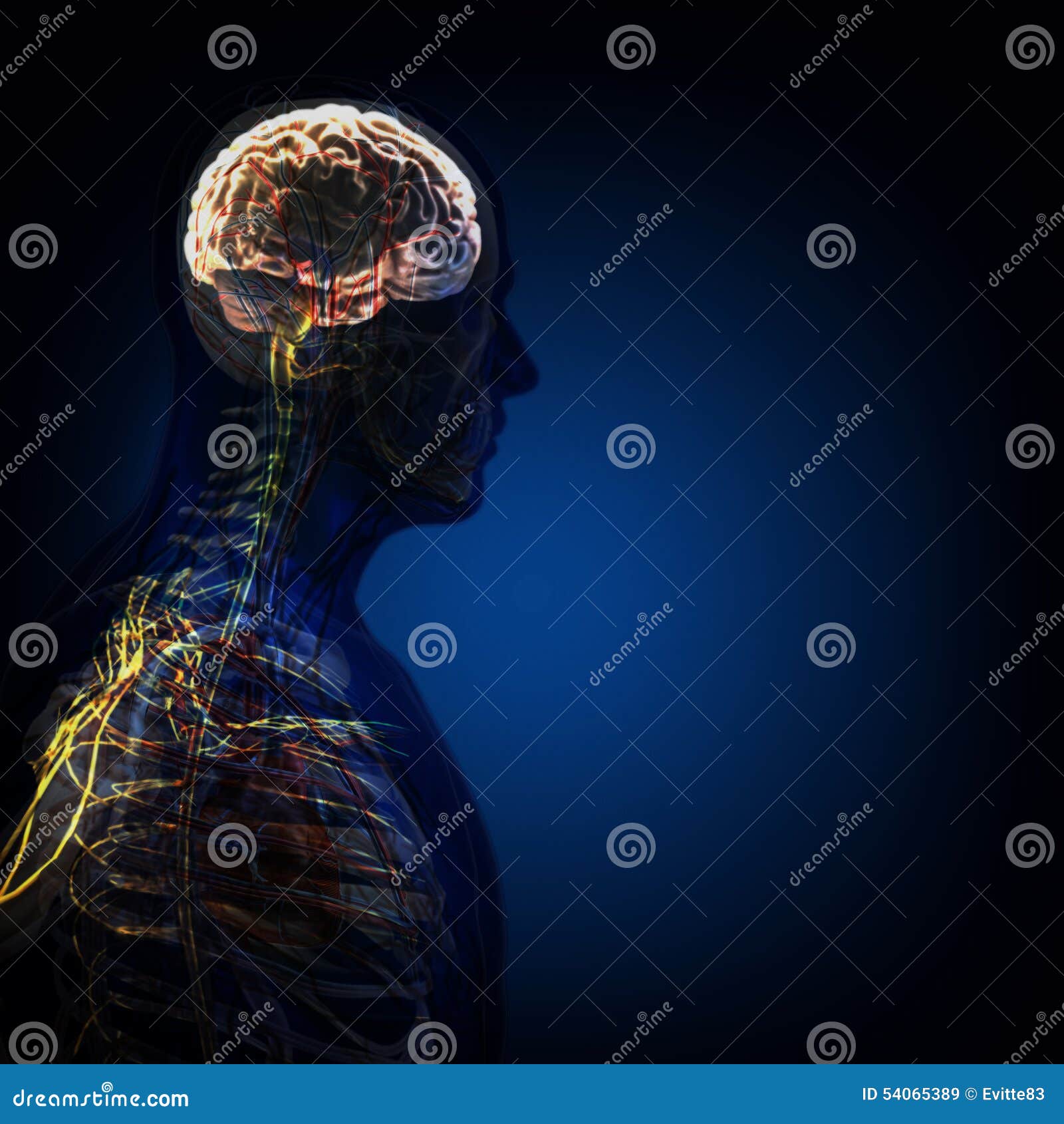The Human Body (organs) by X-rays on Blue Background Stock Image ...
