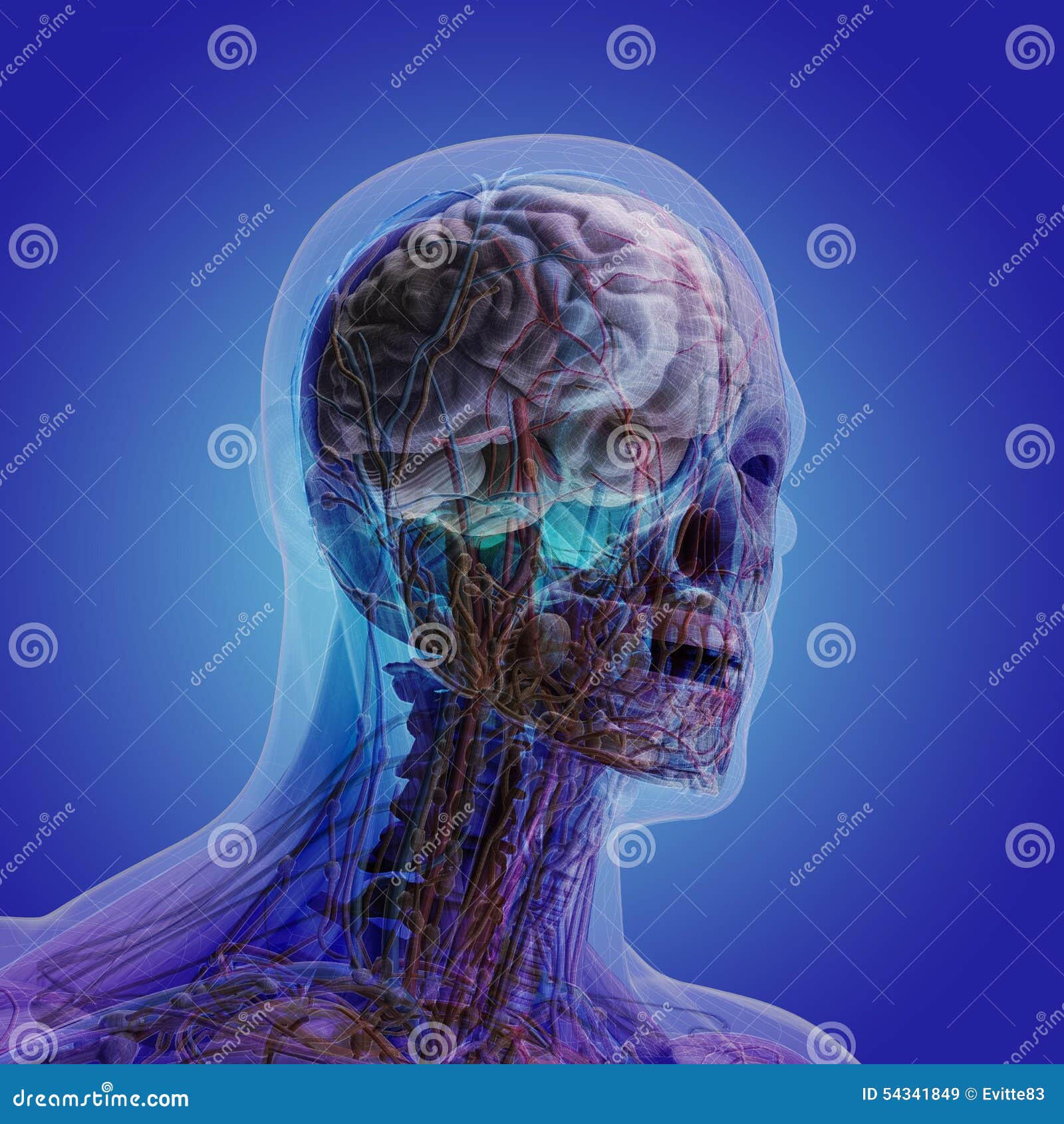 The Human Body (organs) by X-rays on Blue Background Stock Illustration ...