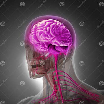 The Human Body (organs) by X-rays on Grey Background Stock Illustration ...