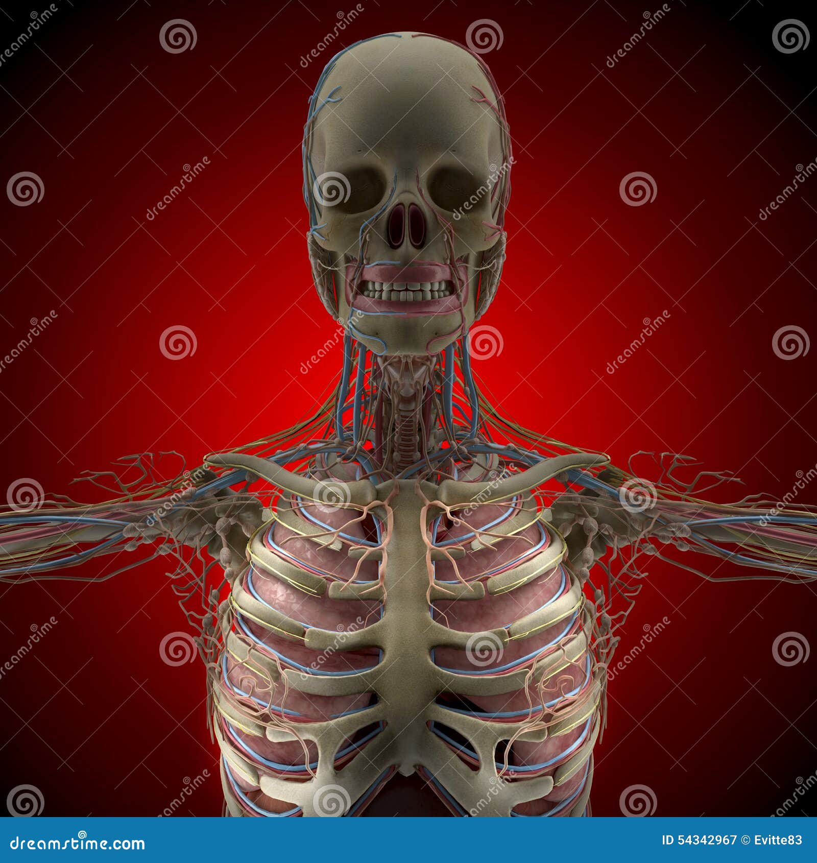 The Human Body (organs) by X-rays on Red Background Stock Illustration ...