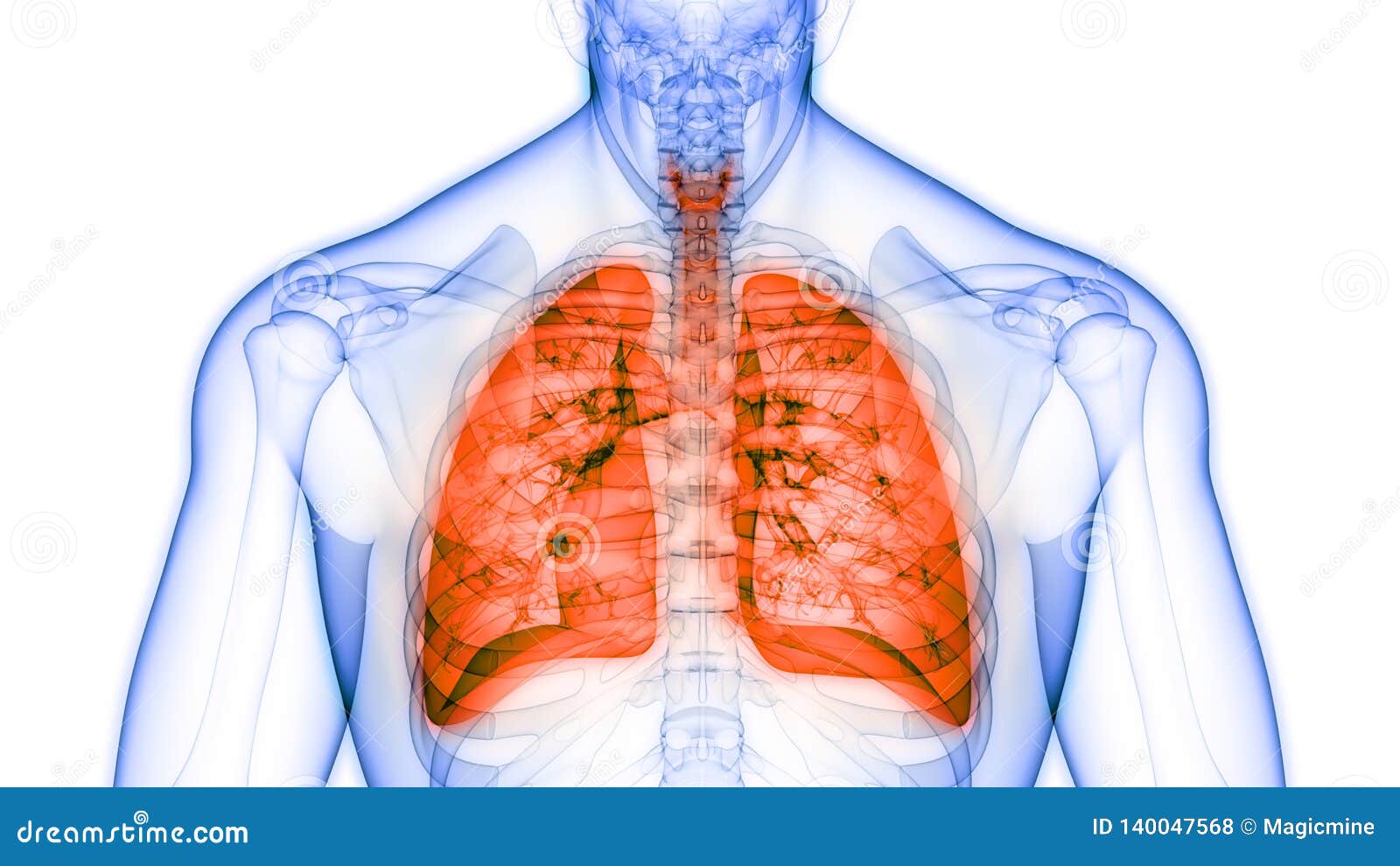 Human Body Organs Respiratory System Lungs Anatomy Stock Illustration ... Human Body Organs Respiratory System Lungs Anatomy Stock Illustration ...