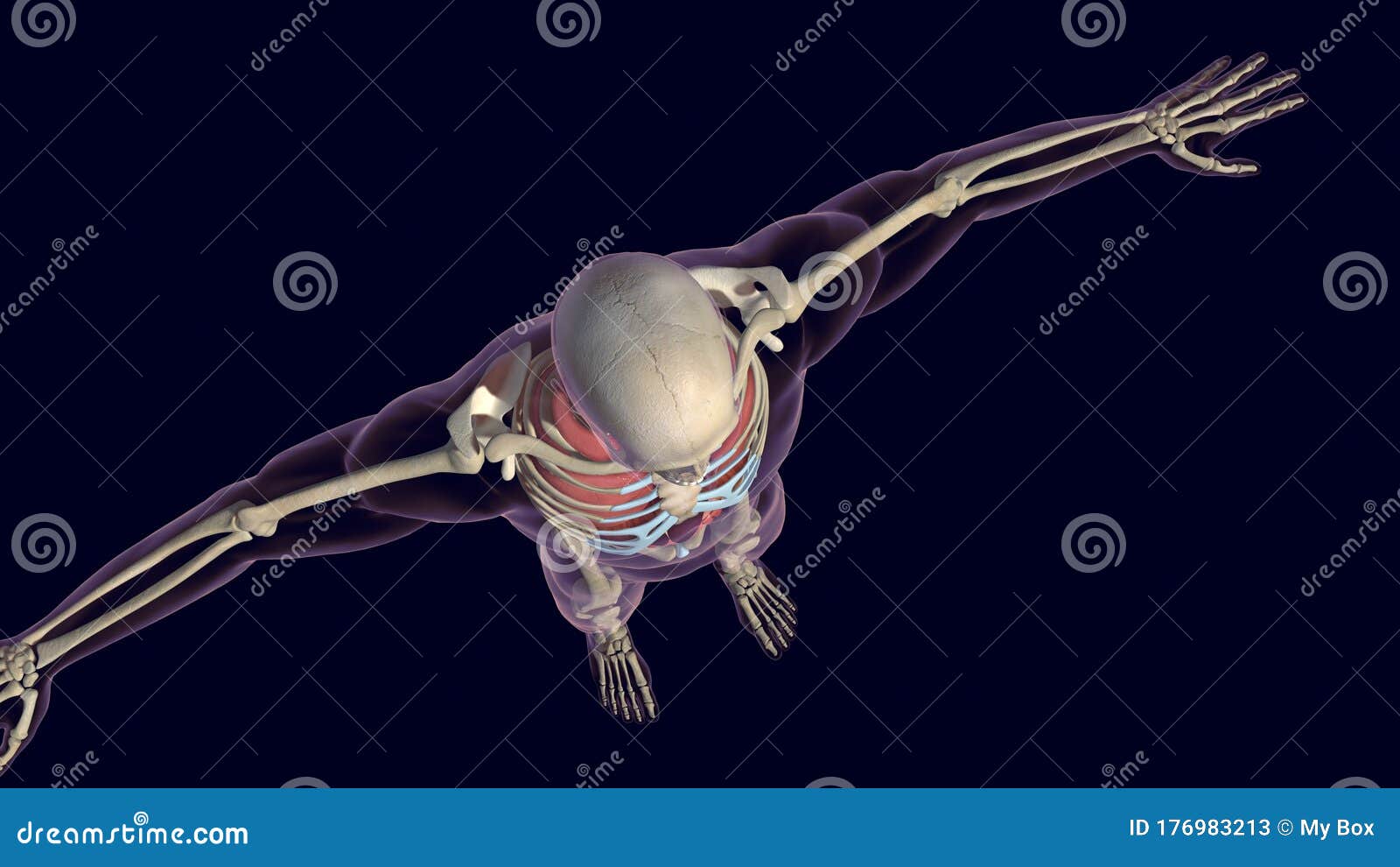 Human Organs and Skeleton Top View 3D Render Stock Illustration ...
