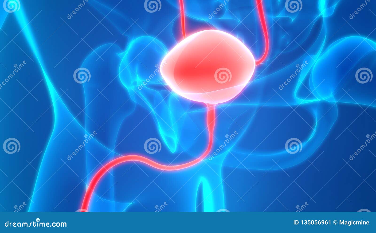 Human Body Organs Urinary System Bladder Anatomy Stock Illustration ...