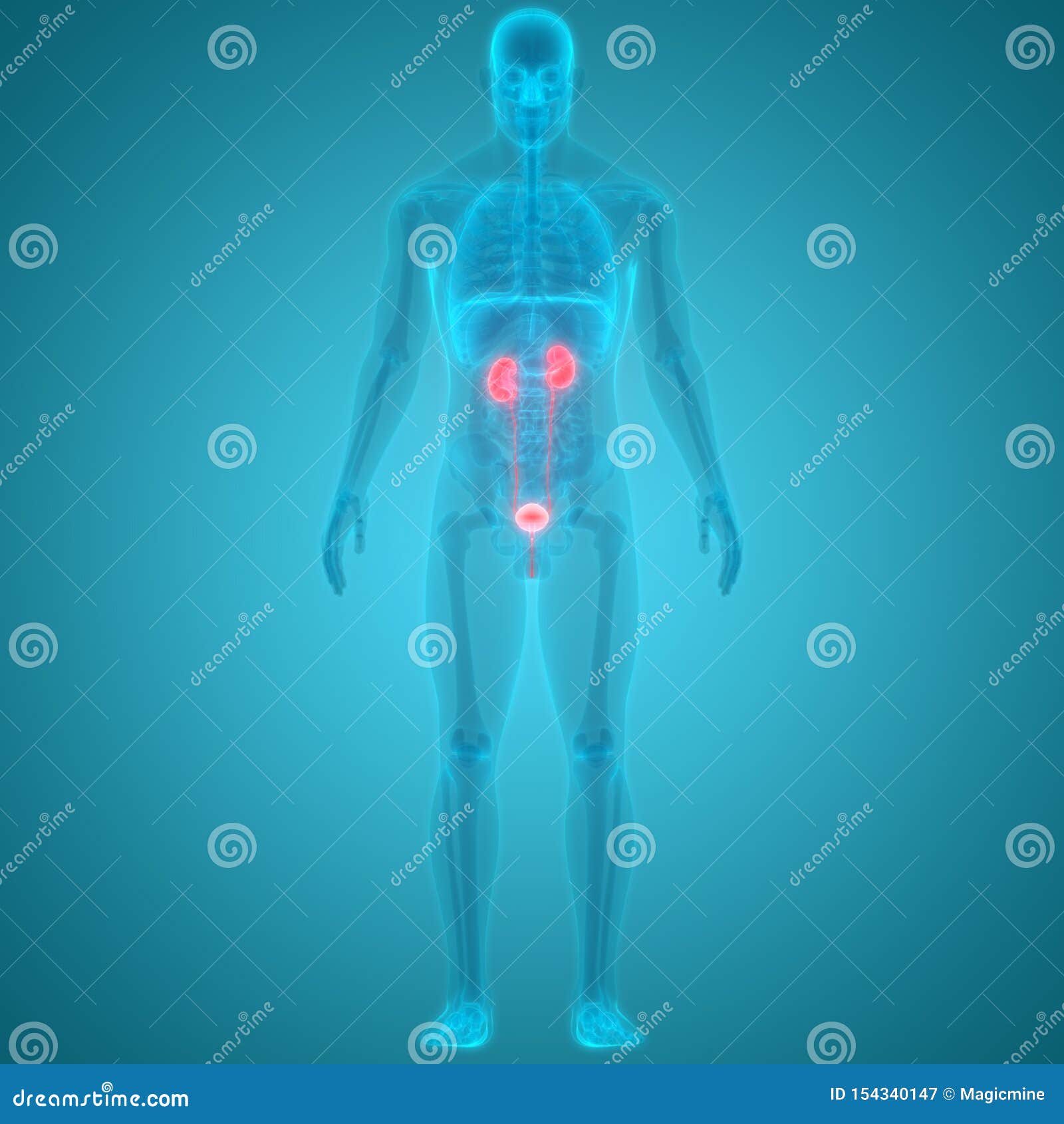 Human Body Organs Urinary System Kidneys Anatomy Stock Illustration ...