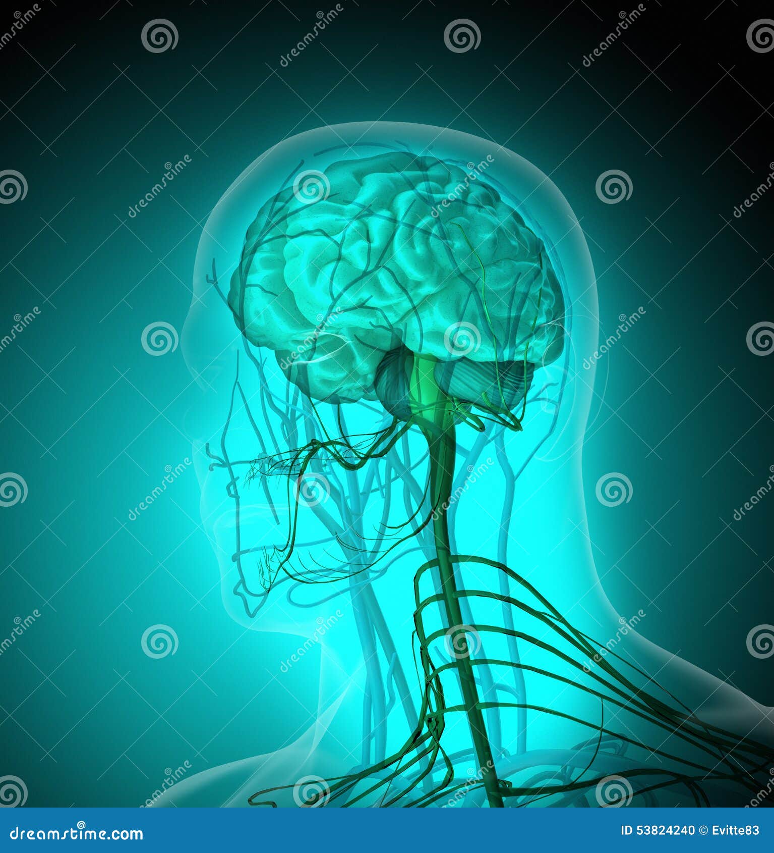 The Human Body (organs) By X-rays On Blue Background Royalty-Free Stock ...