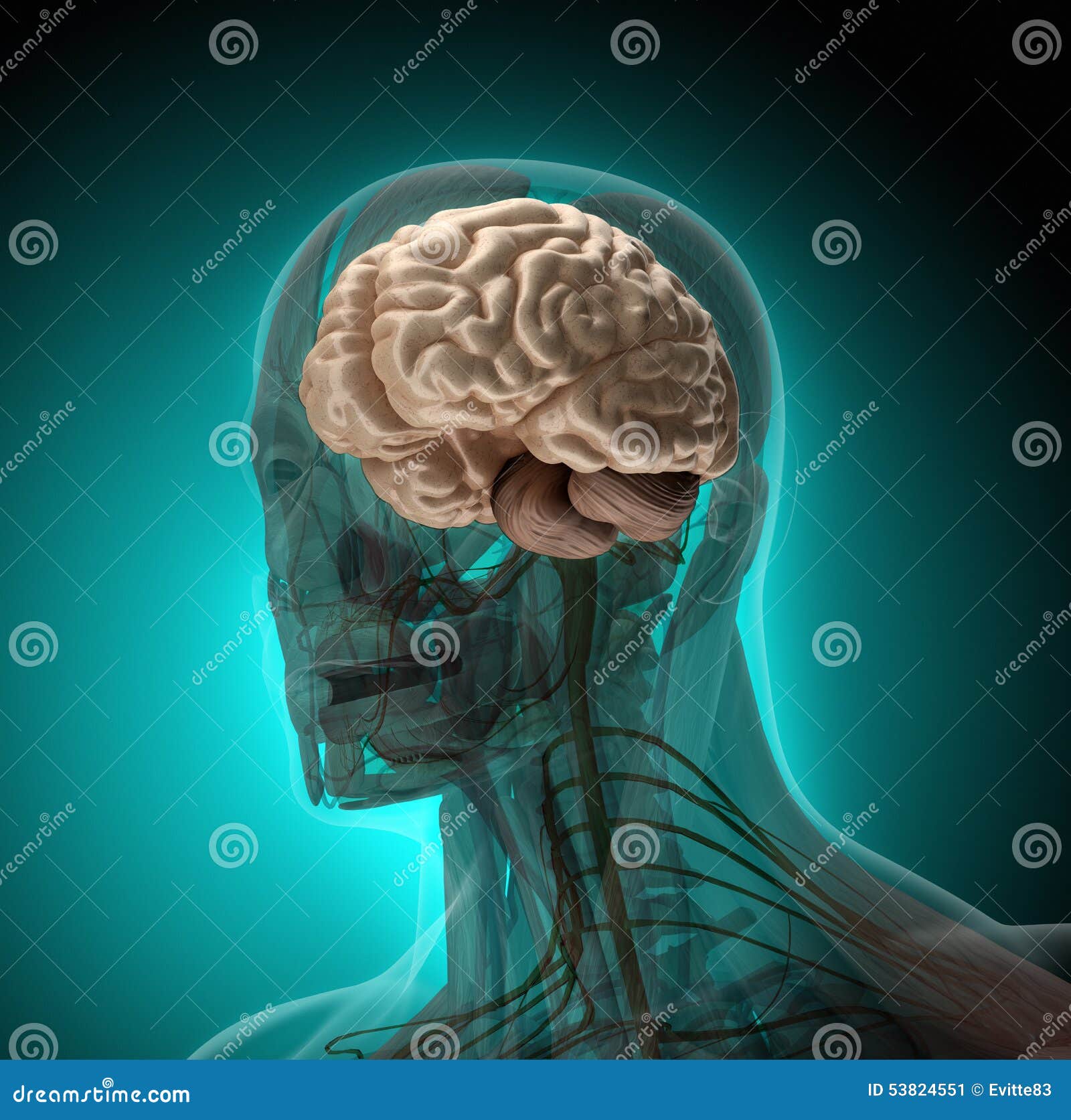 The Human Body (organs) By X-rays On Blue Background Royalty-Free Stock ...