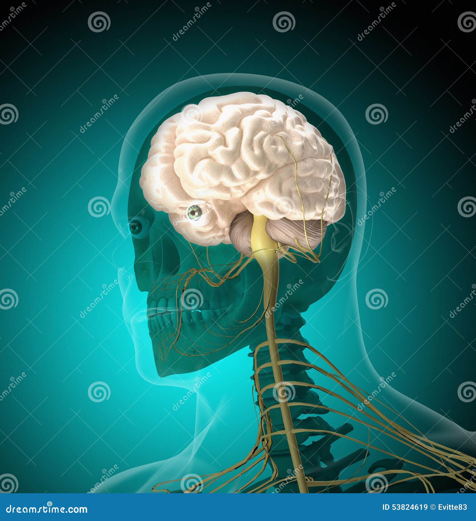 The Human Body (organs) By X-rays On Blue Background Royalty-Free Stock ...