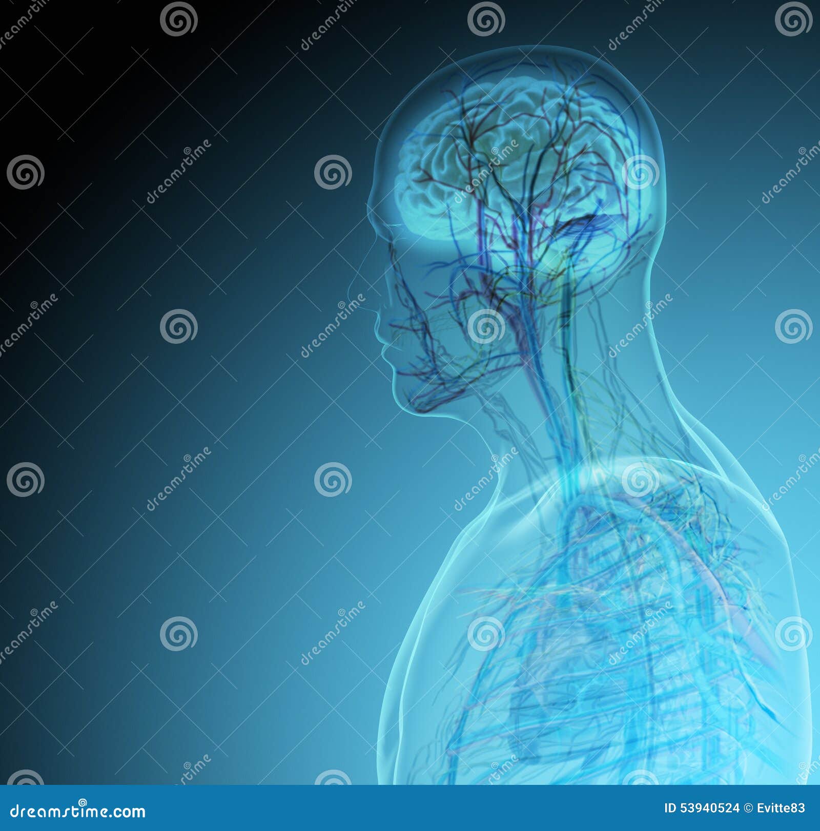 The Human Body (organs) By X-rays On Blue Background Stock Photography ...