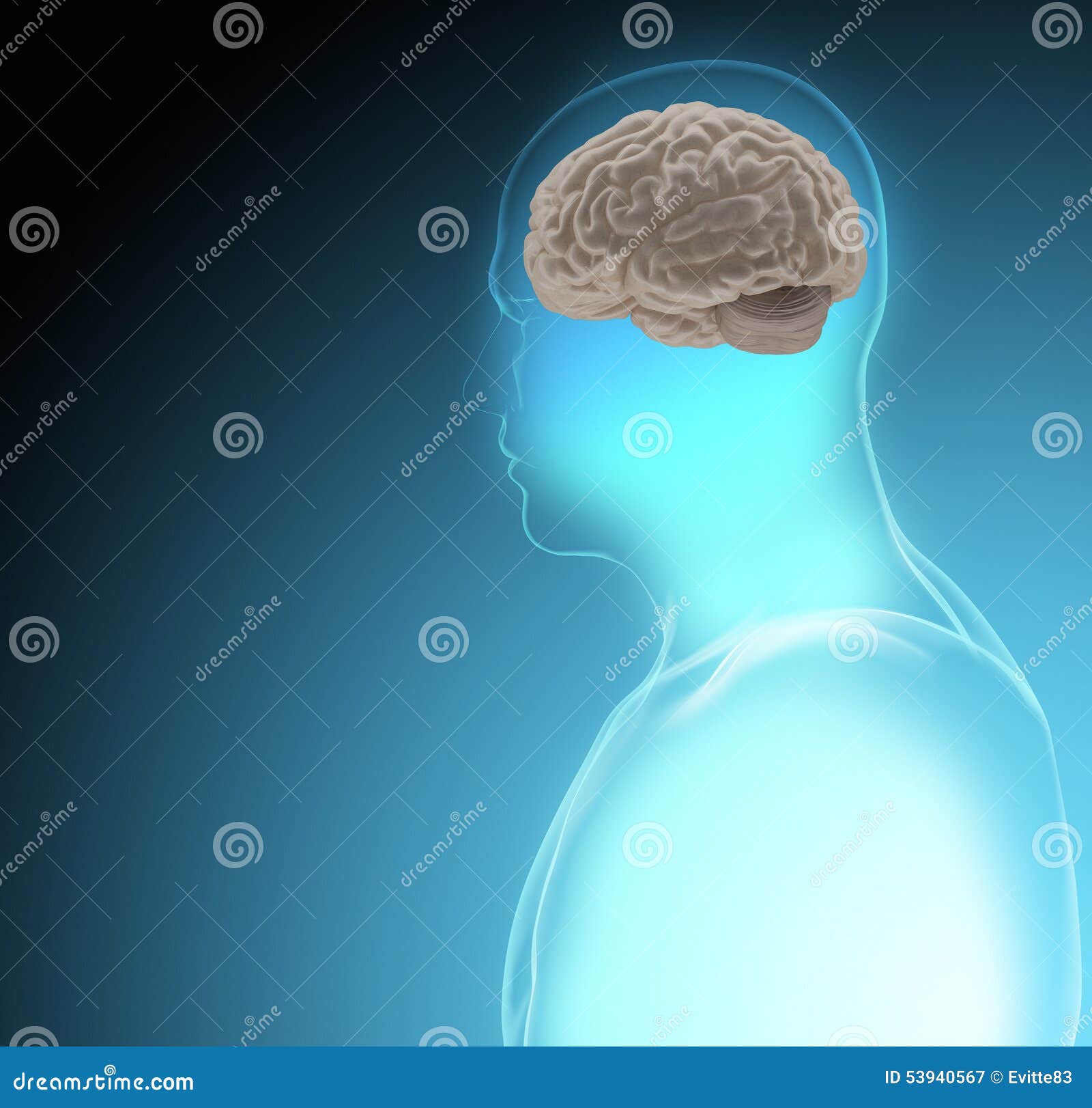 The Human Body (organs) By X-rays On Blue Background Royalty-Free Stock ...