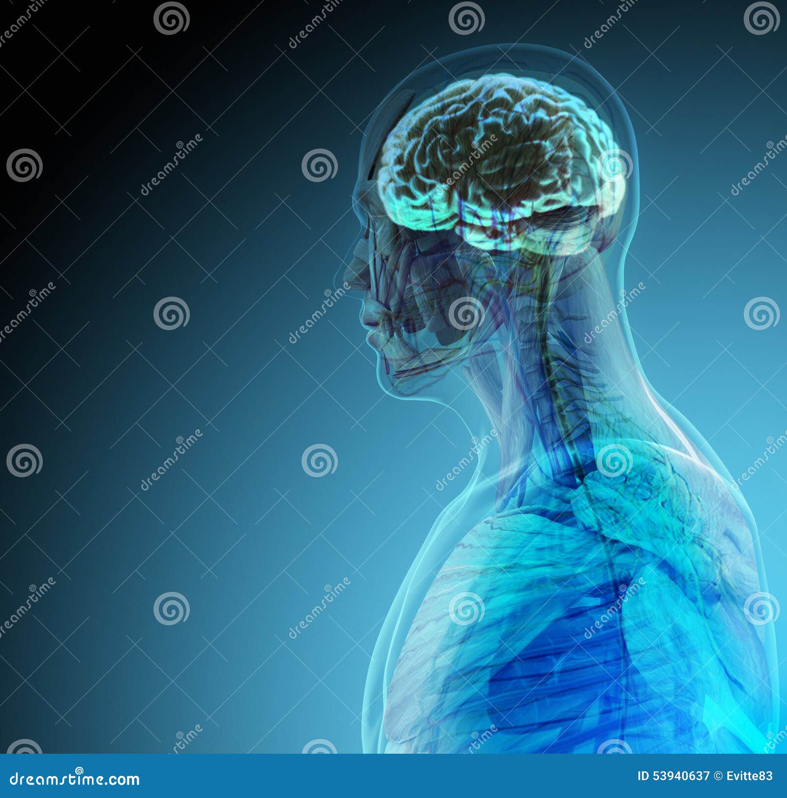 The Human Body (organs) By X-rays On Blue Background Stock Image ...