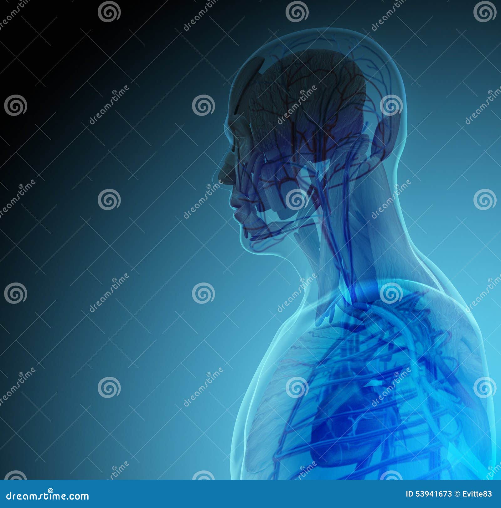 The Human Body (organs) By X-rays On Blue Background Royalty-Free Stock ...