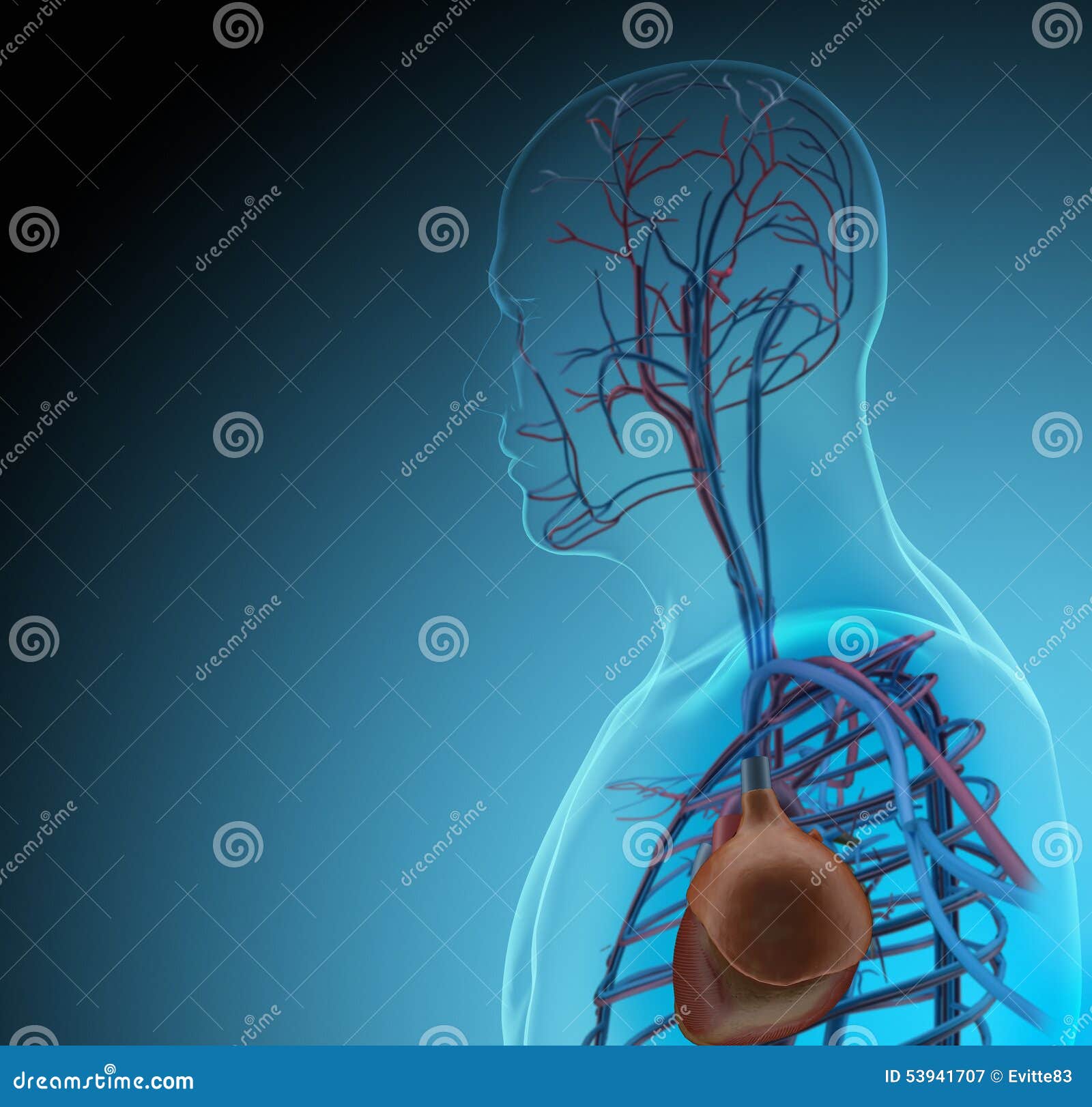 The Human Body (organs) By X-rays On Blue Background Royalty-Free Stock ...