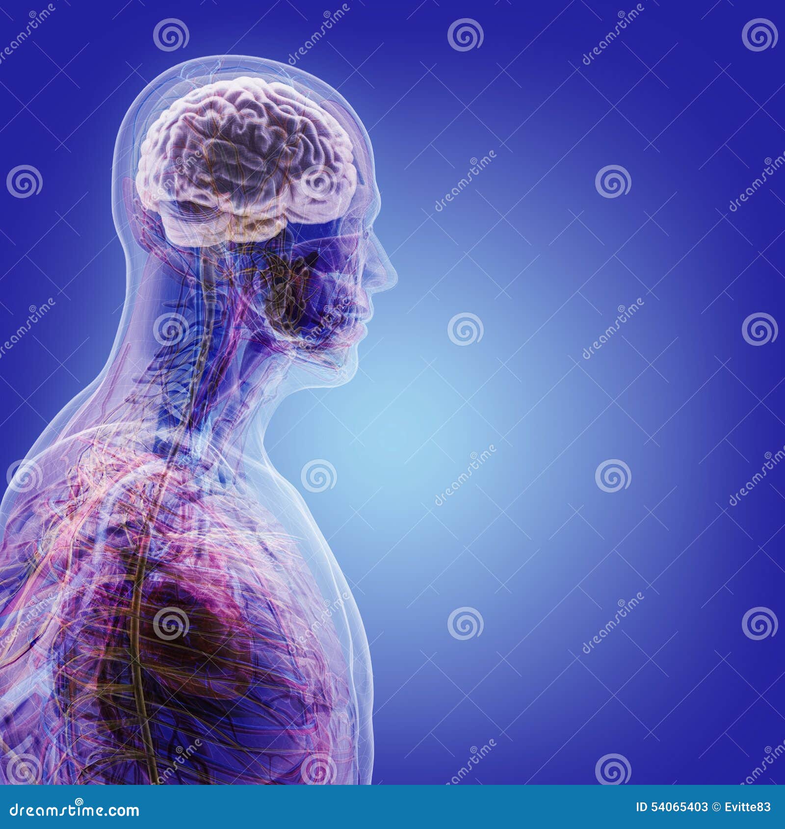 Human Body 3d Model Without Skin With Muscular System Over On ...