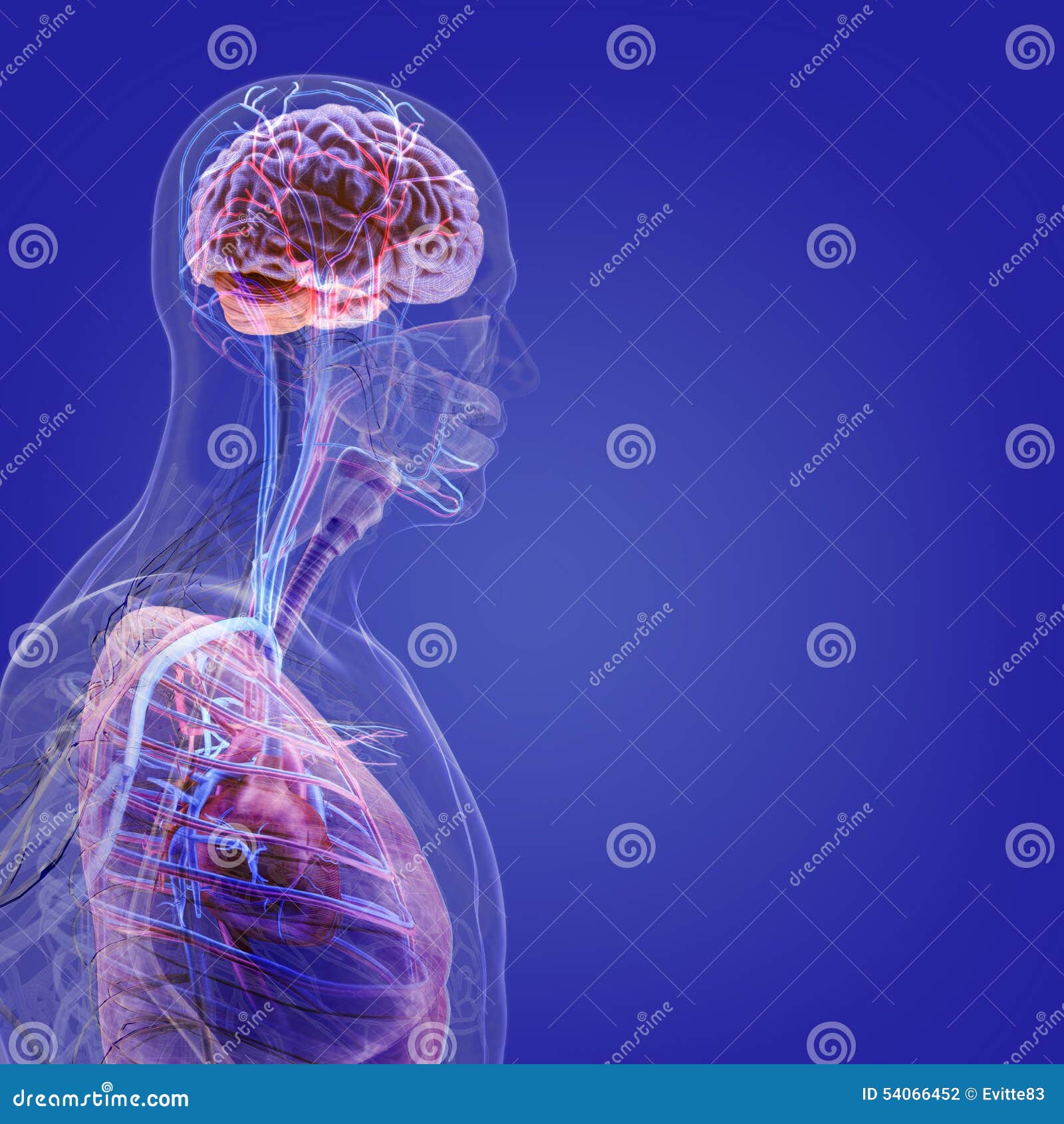 The Human Body (organs) By X-rays On Blue Background Stock Photography ...