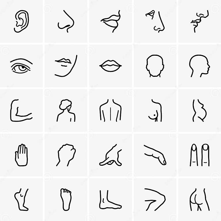 Human Body Parts Stock Vector Illustration Of Parts 55340149
