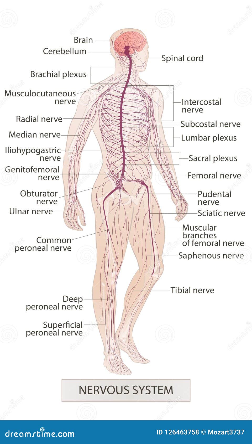 Nervous System. Human Body Parts. Man Anatomy. Hand Drown Vector Sketch ... Nervous System. Human Body Parts. Man Anatomy. Hand Drown Vector Sketch ...