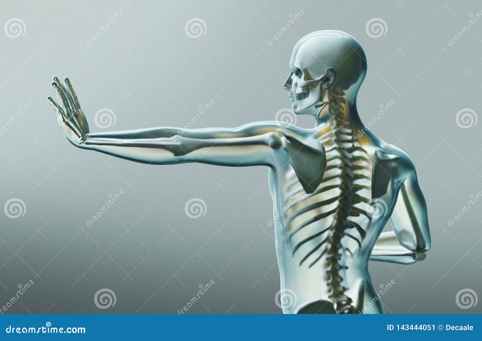 Human Body Parts, X Ray, 3d Rendering Stock Illustration - Illustration ...