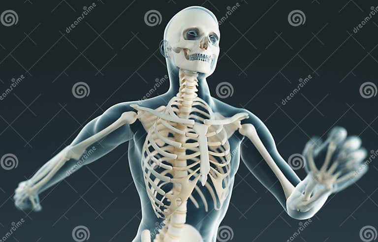 Human Body Parts, X Ray, 3d Rendering Stock Illustration - Illustration ...