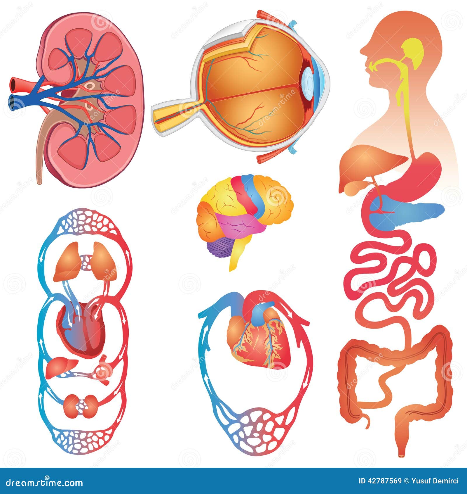 Human Body Parts Vector Set Stock Vector - Illustration of biology ...