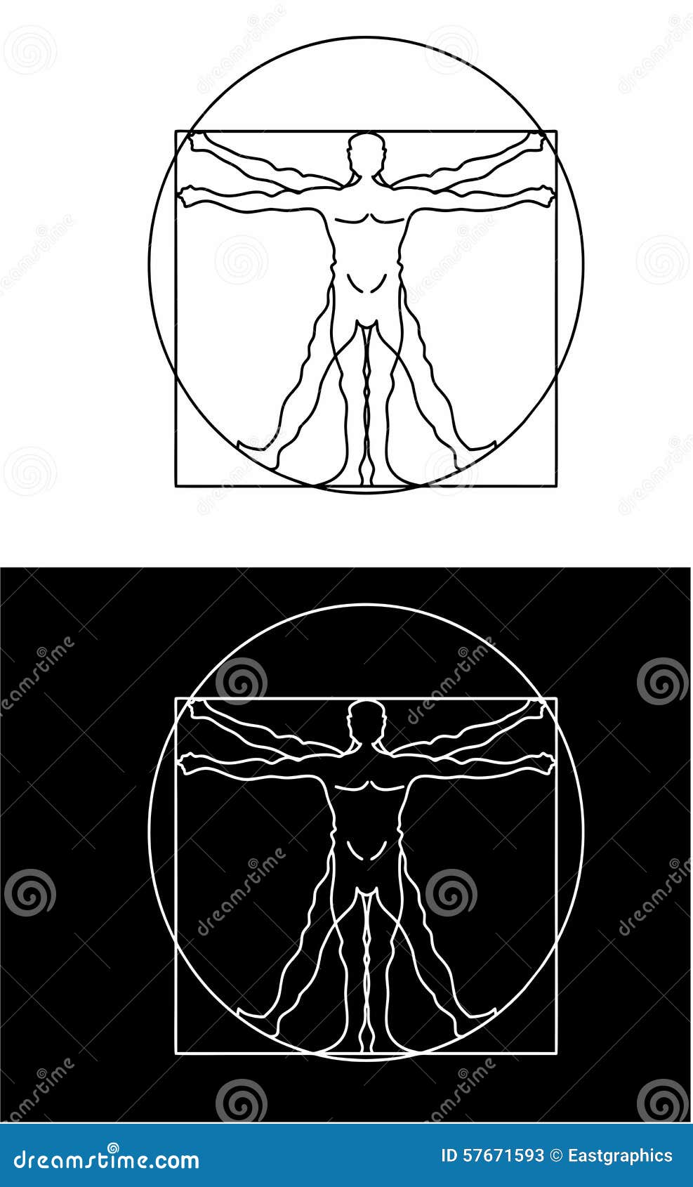 Human Body Proportions stock vector. Illustration of nude - 57671593