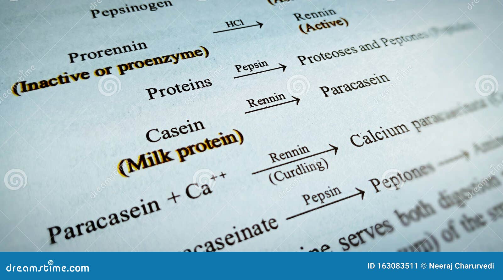 Human Body Protein Digestive System Displaying on White Background ...