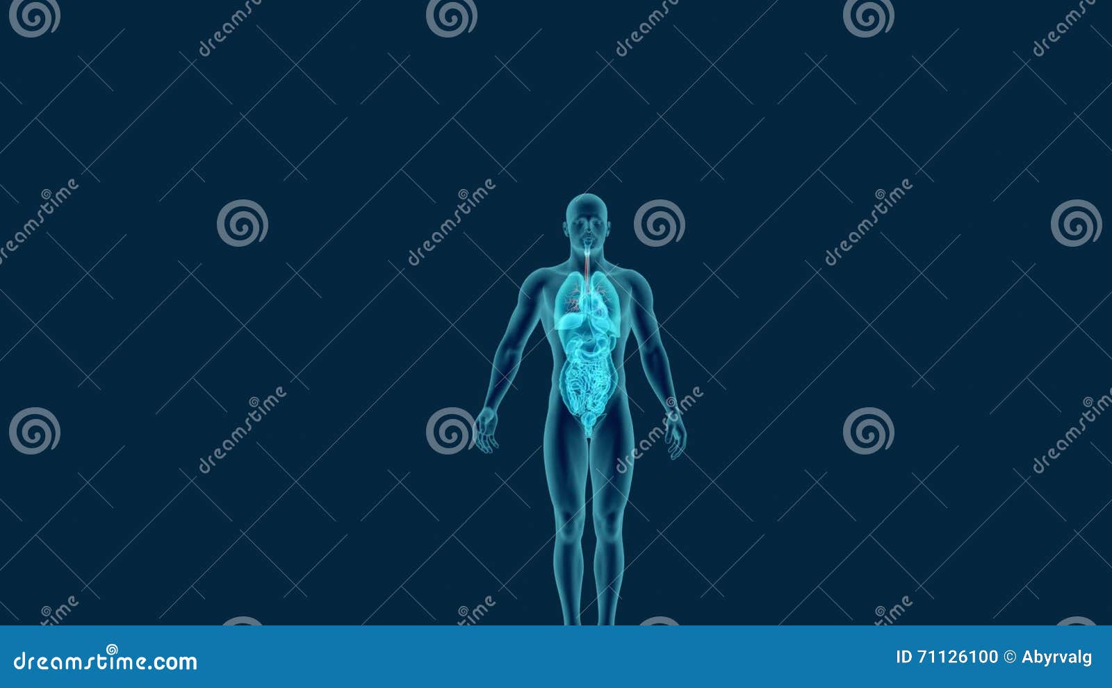 Human Body X-ray Scan with Visible Trachea and Bronchi Stock Footage ...