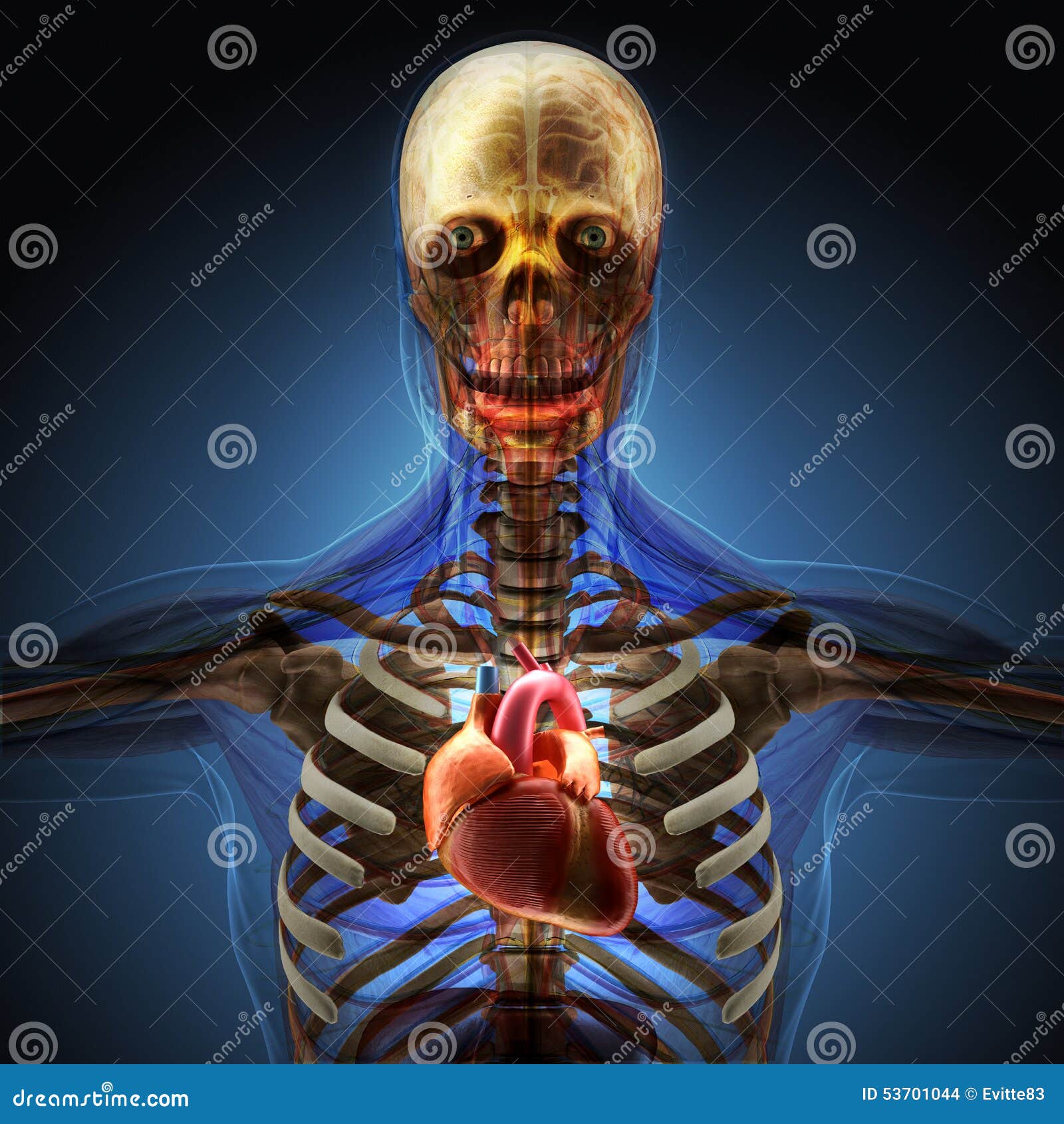 The Human Body by X-rays on Blue Background. Stock Illustration ...