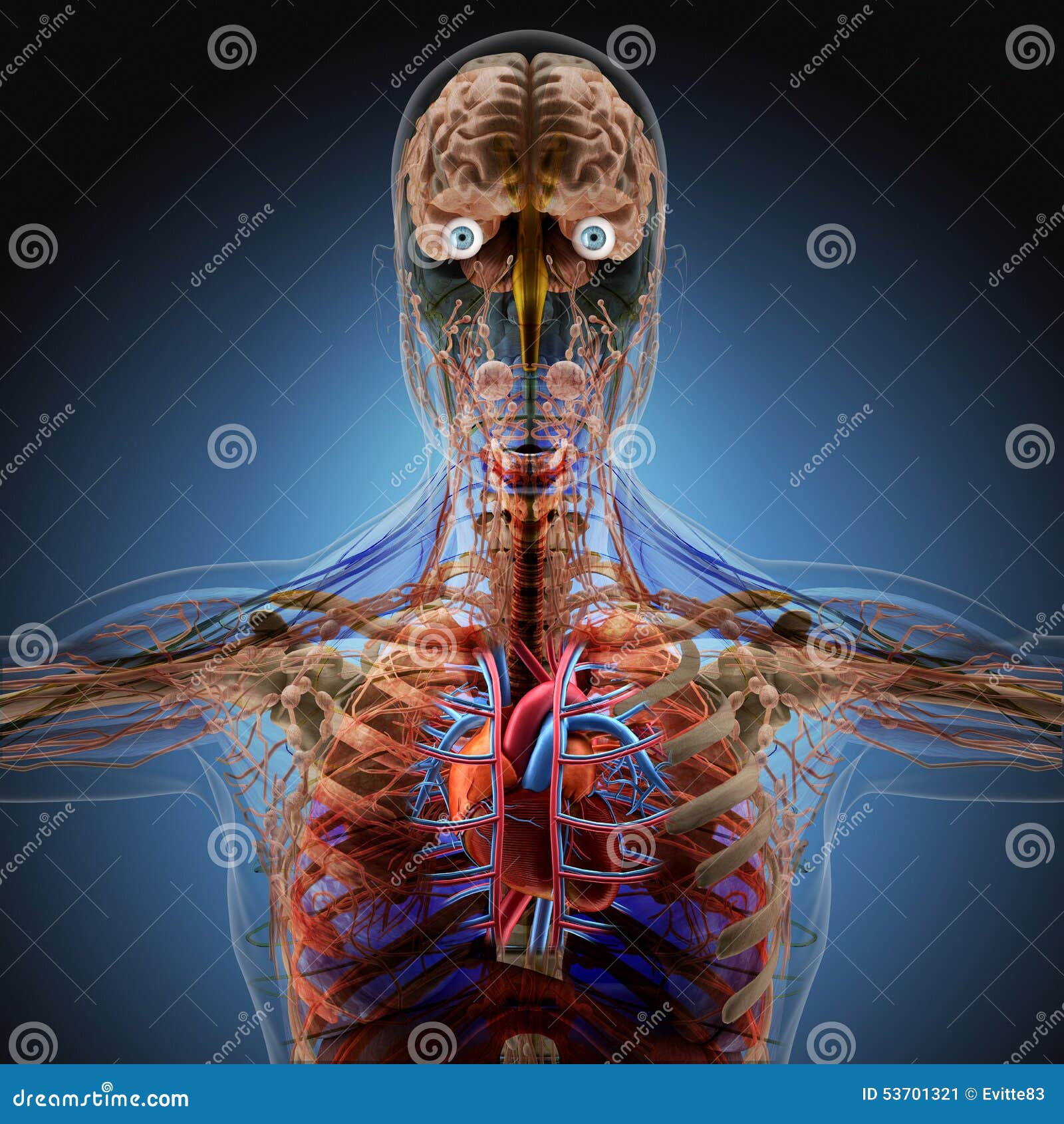 The Human Body by X-rays on Blue Background. Stock Illustration ...