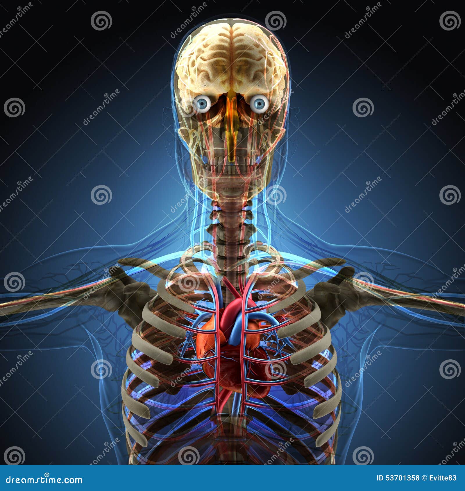 The Human Body by X-rays on Blue Background. Stock Illustration ...