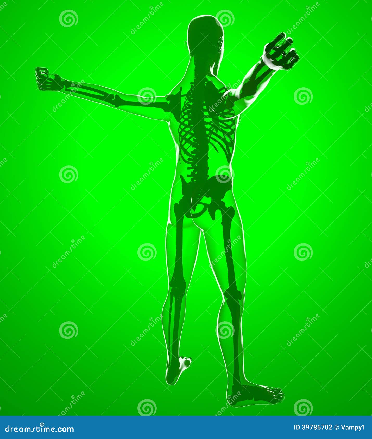Human Body by X-rays, Stretching Stock Illustration - Illustration of ...