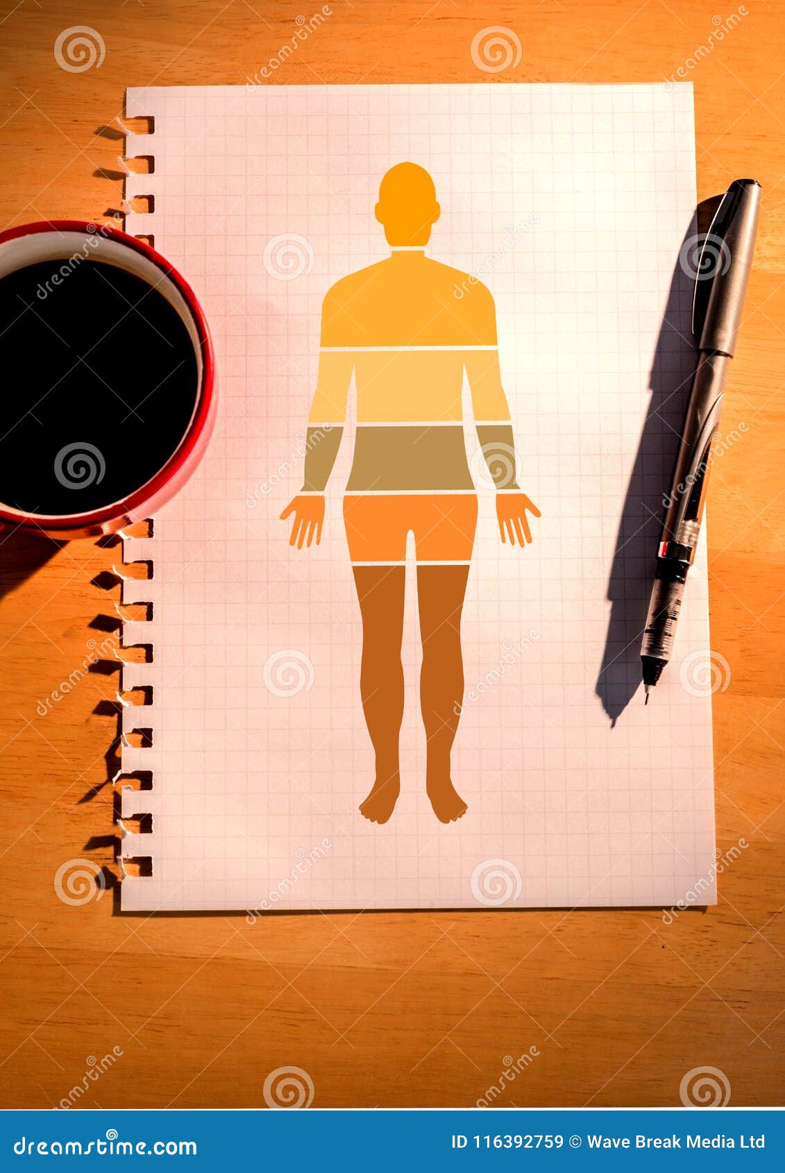 Human Body Sections on Sheet of Paper Stock Image - Image of digital ...