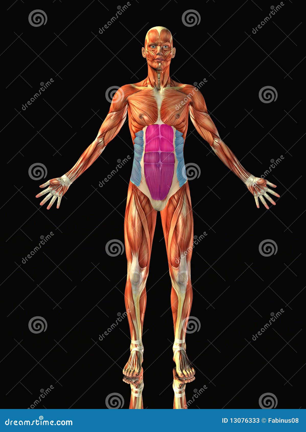 Stock Photos: Human body showing muscles. Image: 13076333