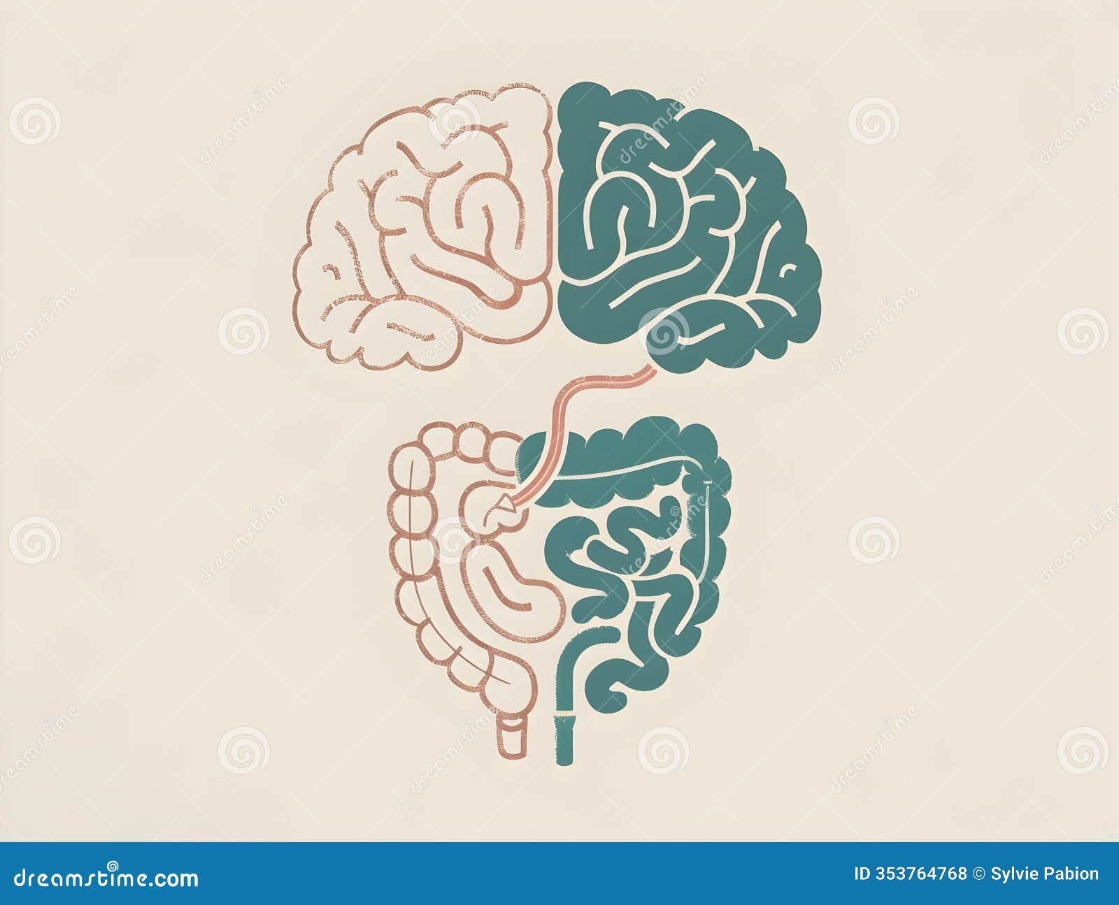 Human Body Showing Neural and Digestive System Connection Stock ...