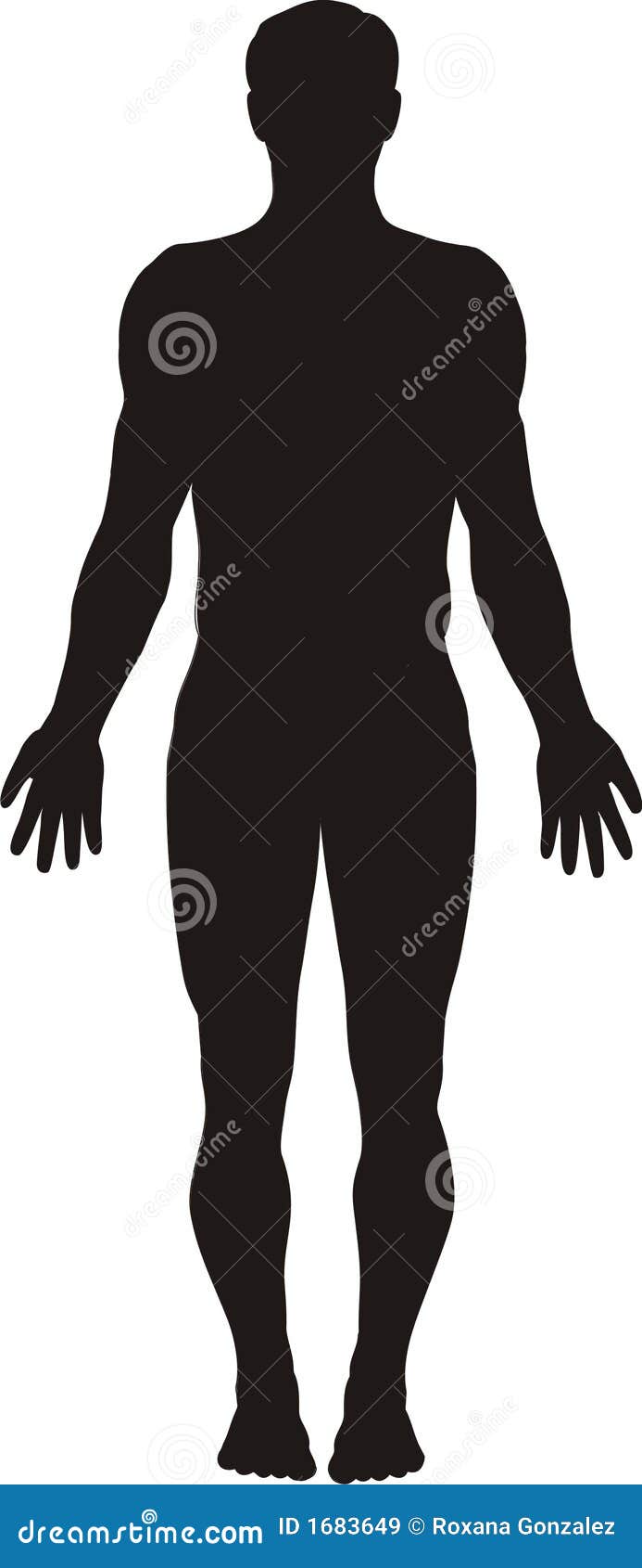 Human body silhouette stock illustration. Illustration of structure ...