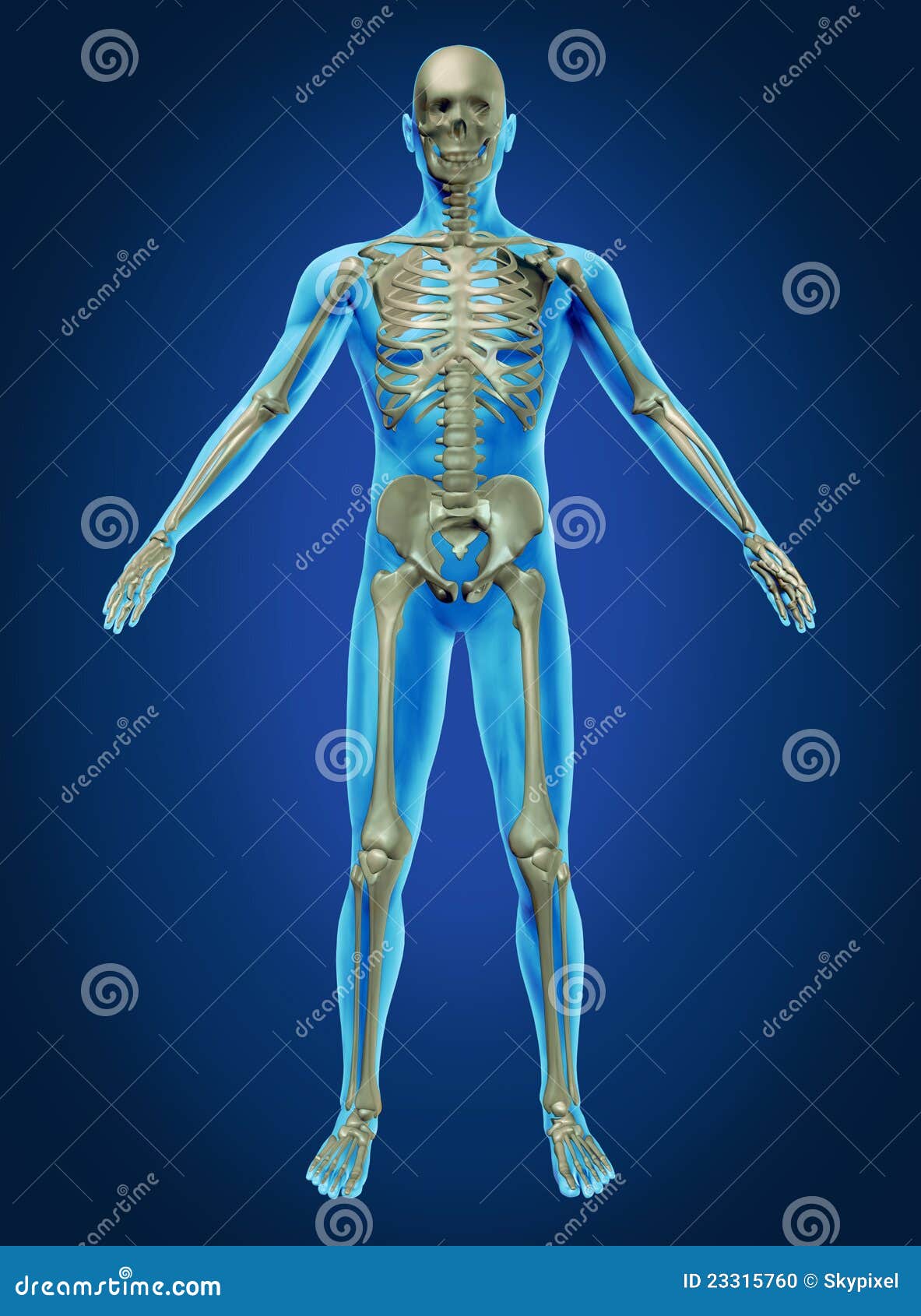 Human Body and Skeleton stock illustration. Illustration of skull ...