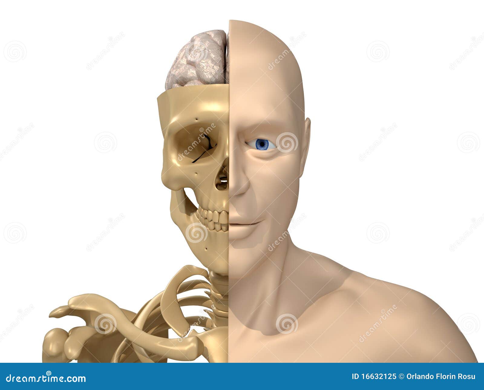 Human Body, Skeleton and Brain Stock Illustration - Illustration of ...