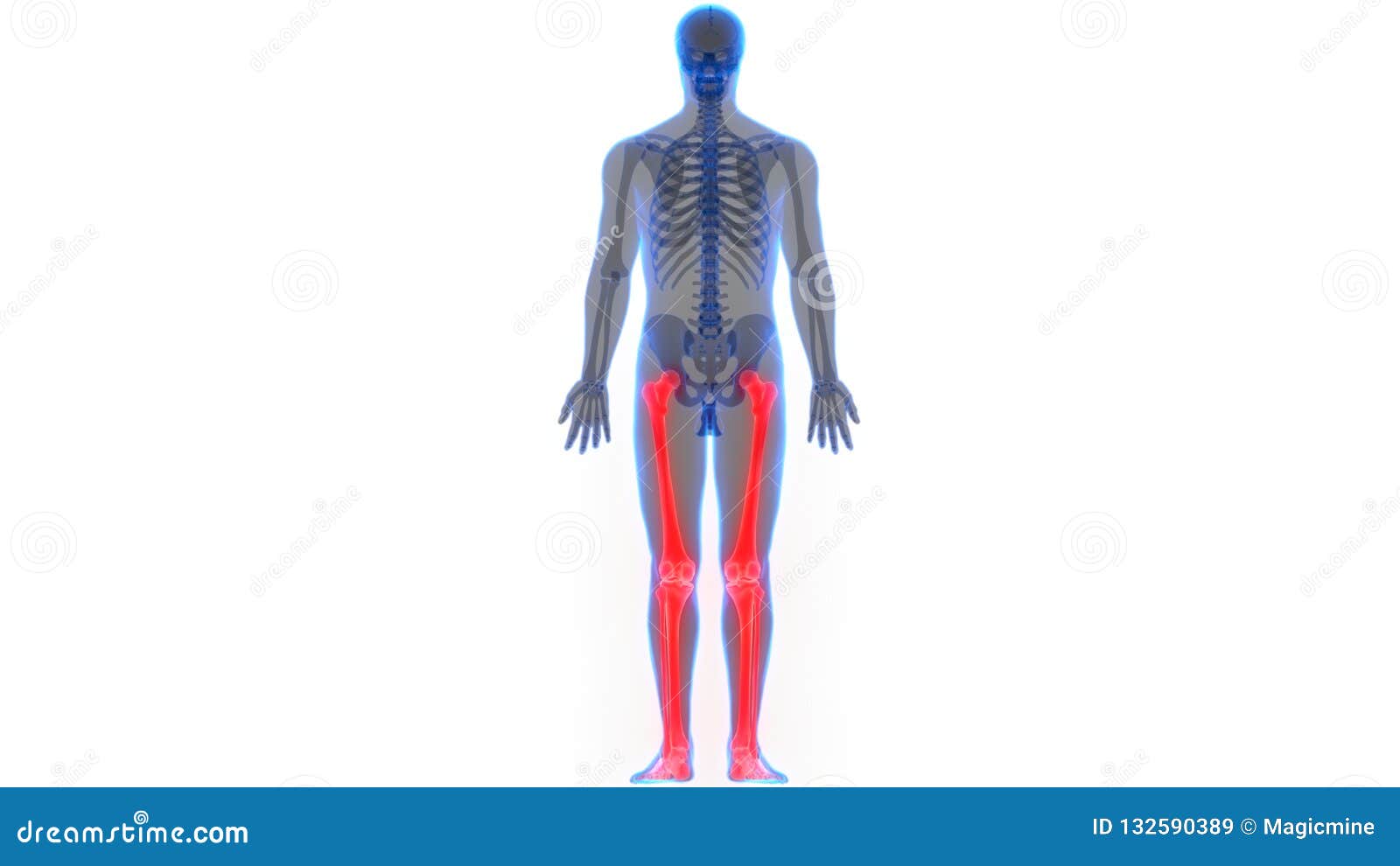 Human Body Skeleton System Leg Bone Joints Anatomy Stock Illustration ...