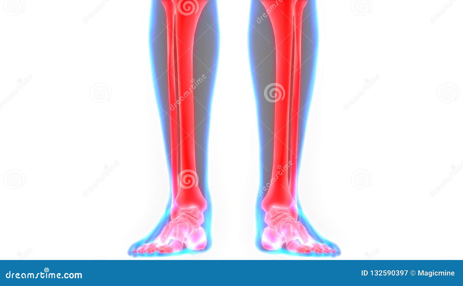 Human Body Skeleton System Leg Bone Joints Anatomy Stock Illustration ...