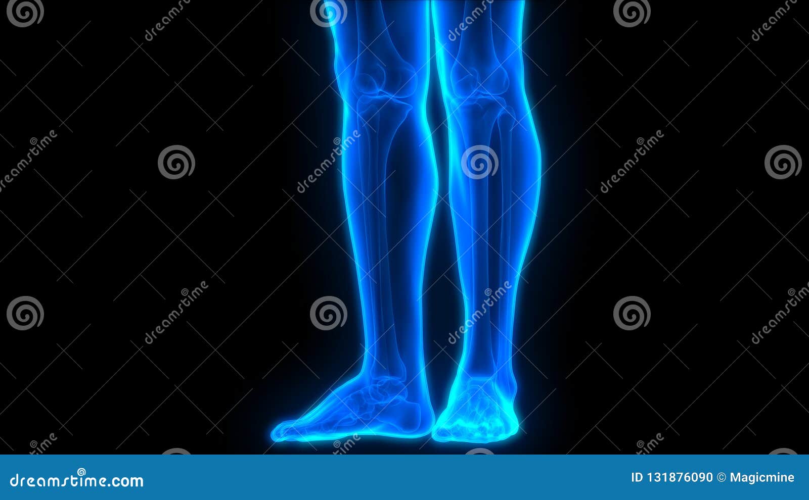Human Body Skeleton System Legs Bone Joints Anatomy Stock Illustration ...