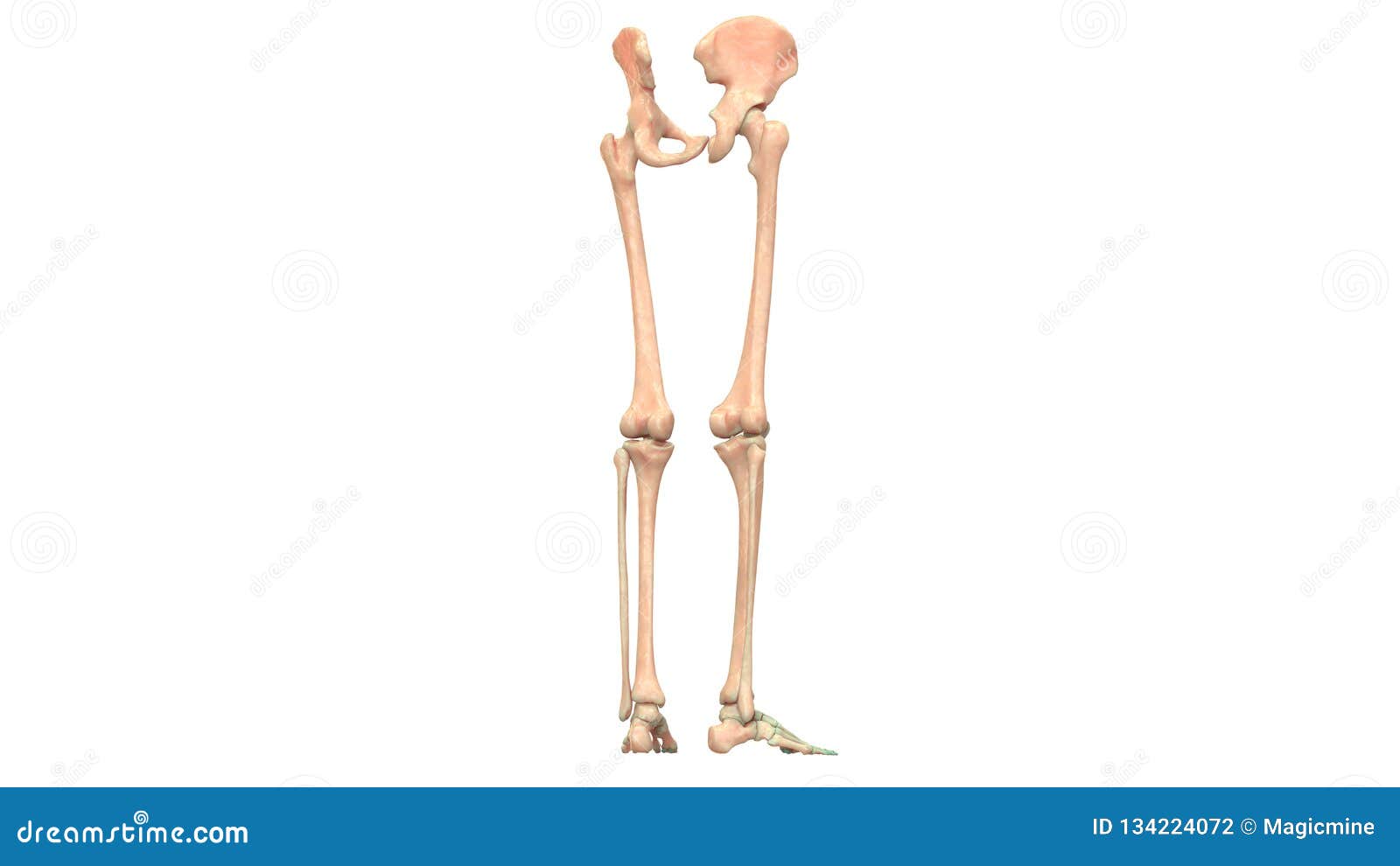 Human Body Skeleton System Lower Limbs Bone Joints Anatomy Stock ...